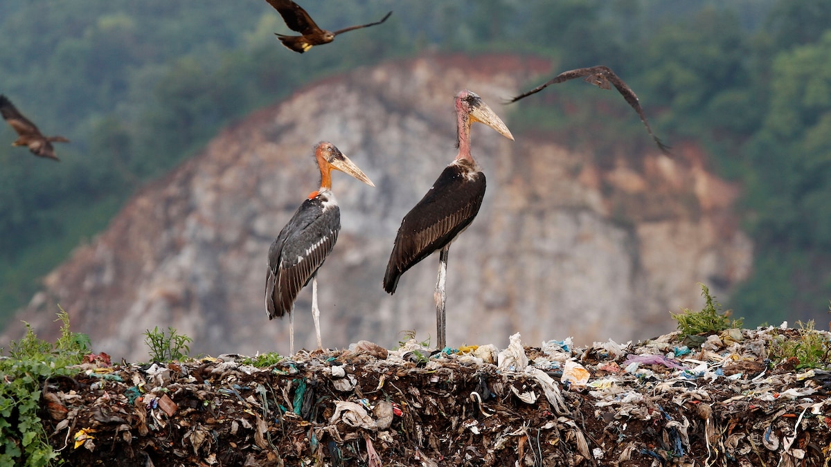 All-Women 'Army' Protecting Rare Bird in India | National Geographic