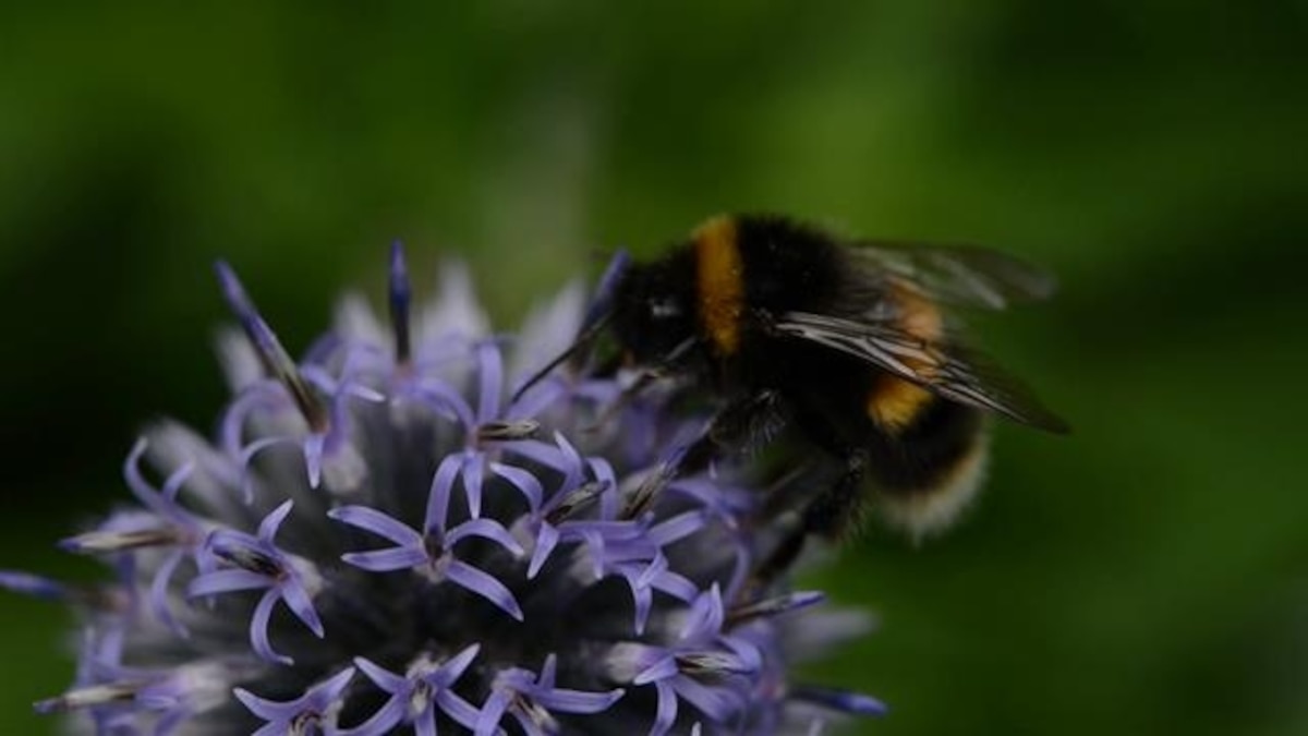 Bumblebees Teach Each Other and Learn to Pull Strings in Study ...
