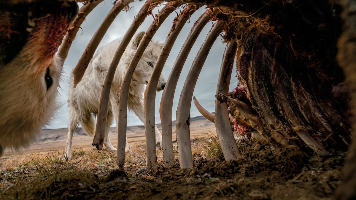 Arctic wolves' harsh lives on Ellesmere Island | National Geographic