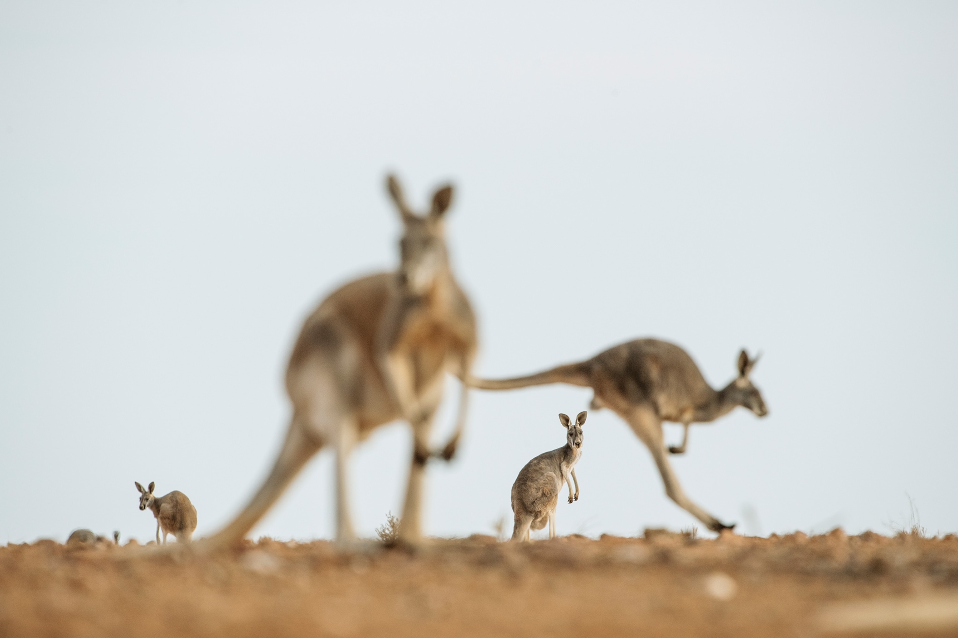 Meet the animals that survive extreme desert conditions