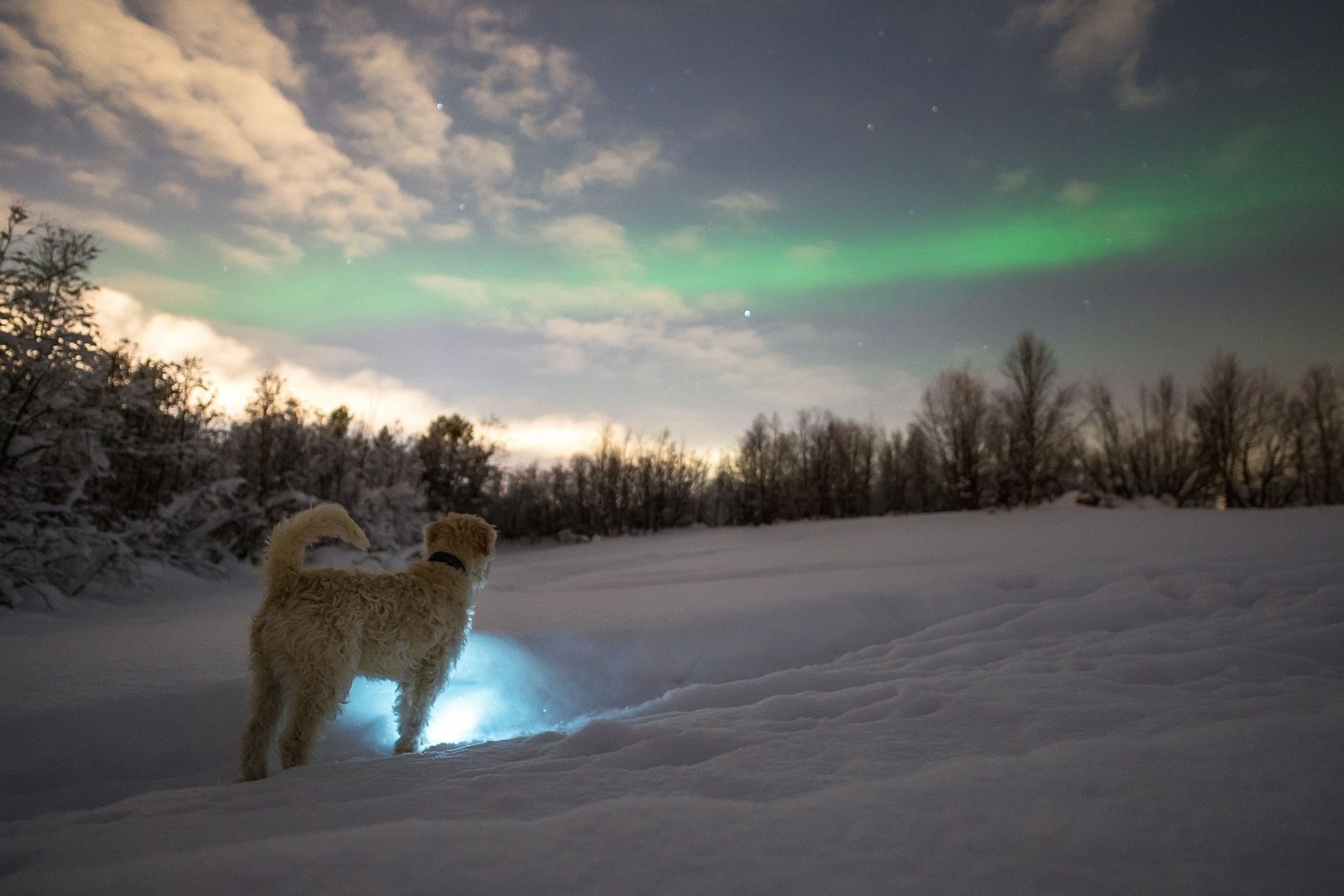 Photos of dogs adventuring and hiking around the world