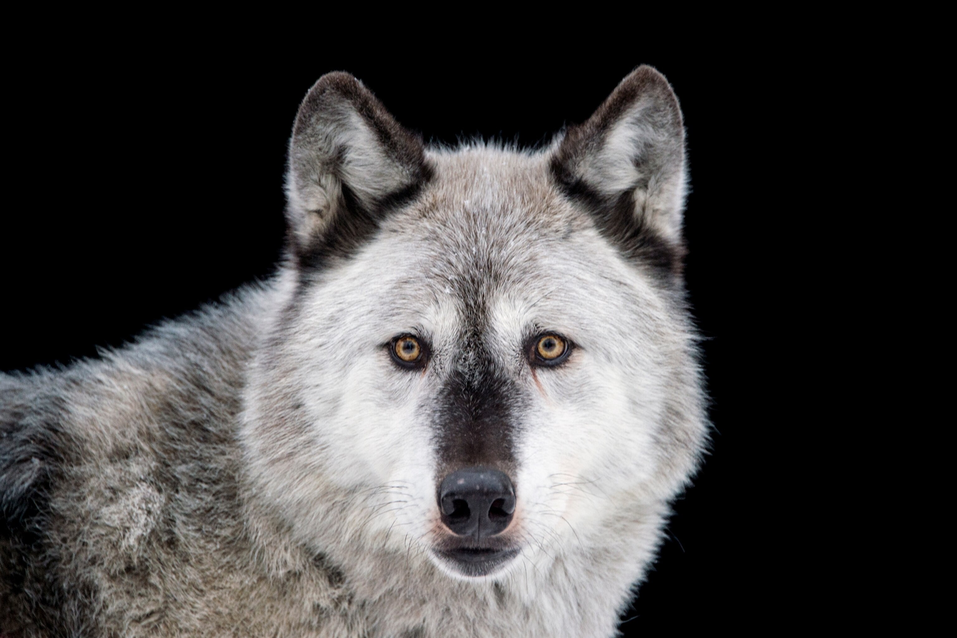 These Iconic Animals Could Again Be Hunted in Alaska's Refuges