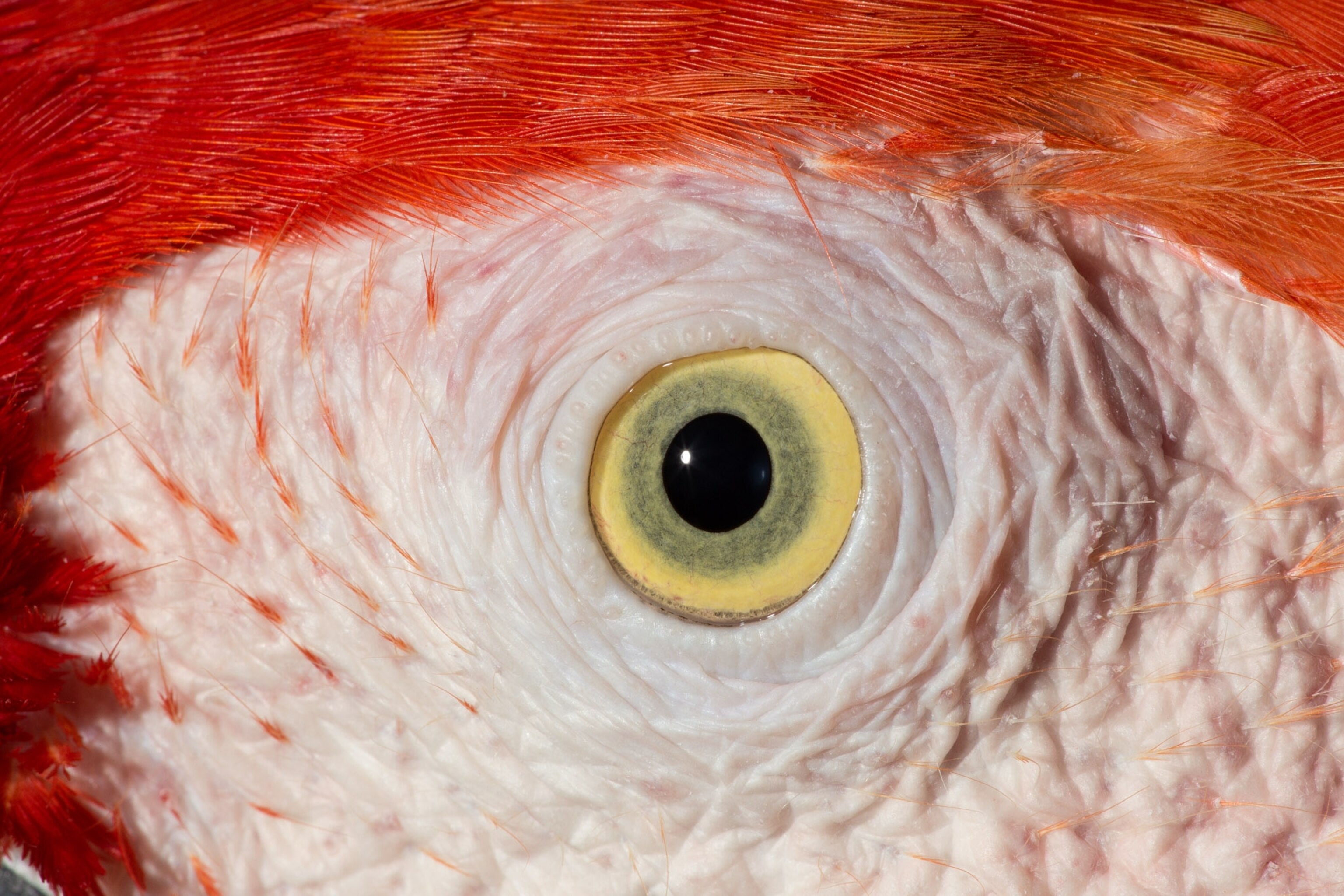 Why does Pantone have a color of the year? It started with ... birds