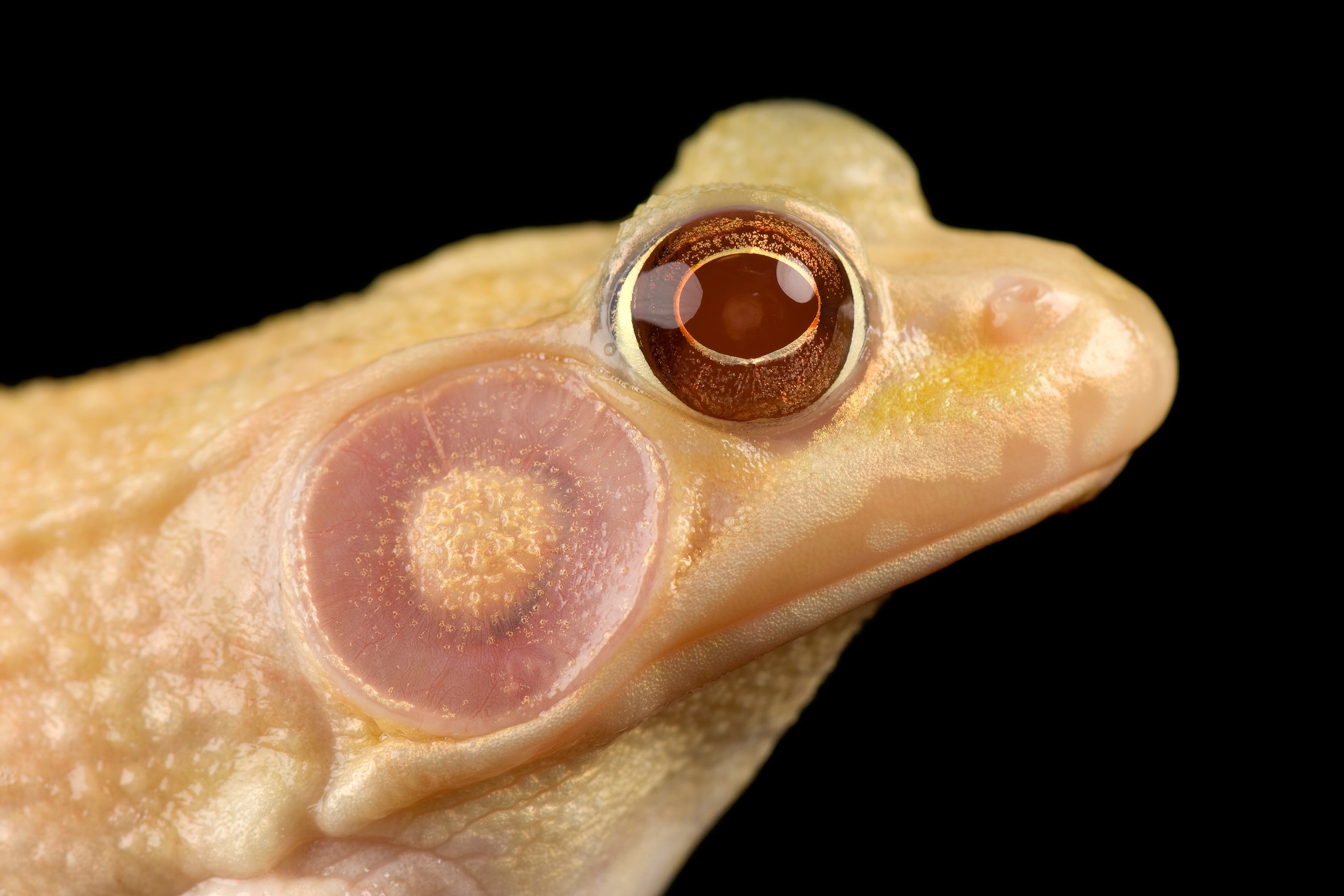 12 Bizarre Frogs for World Frog Day