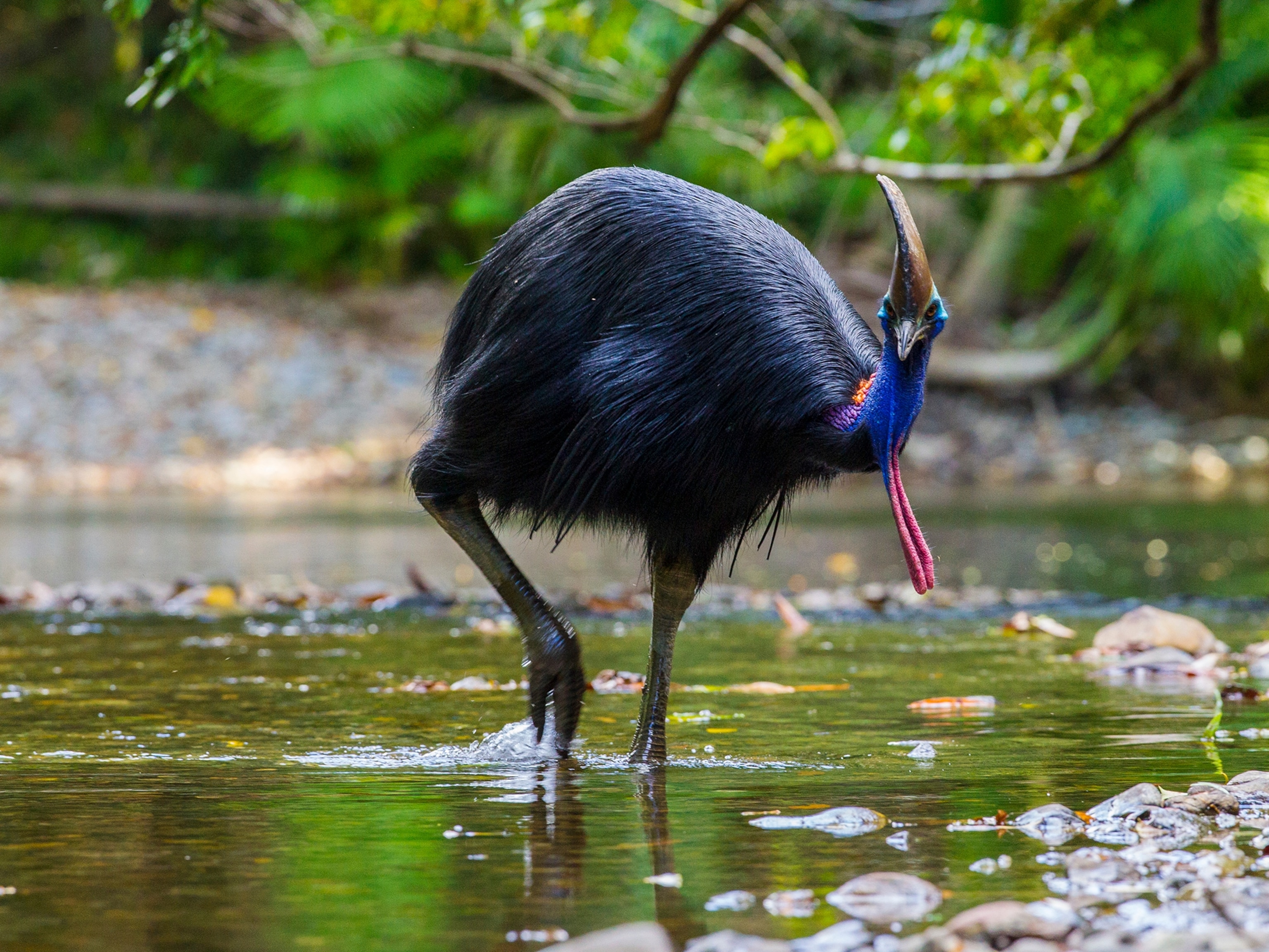 Why Fly? Flightless Bird Mystery Solved, Say Evolutionary Scientists