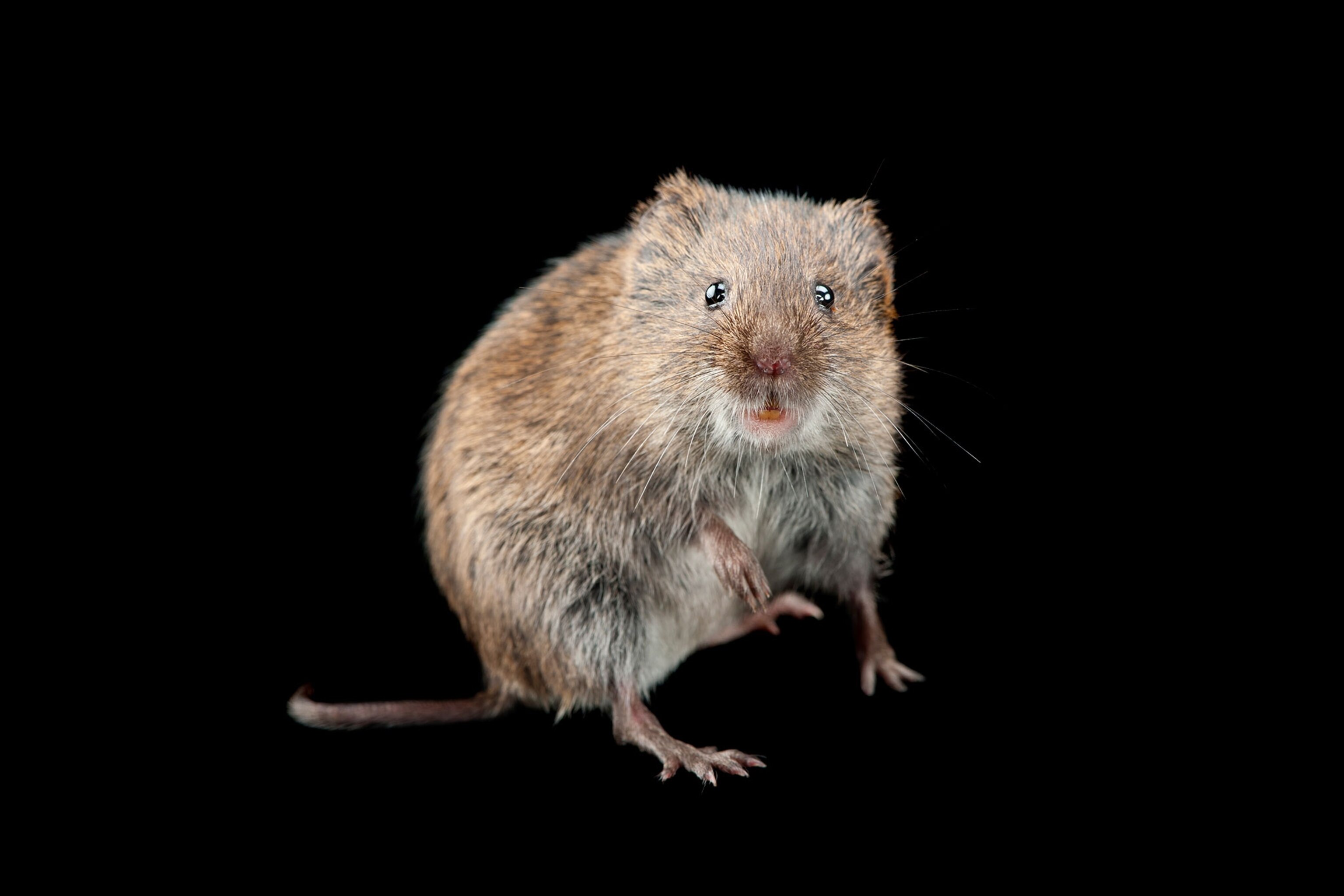 Drinking Alone Leads to Divorce—In Rodents