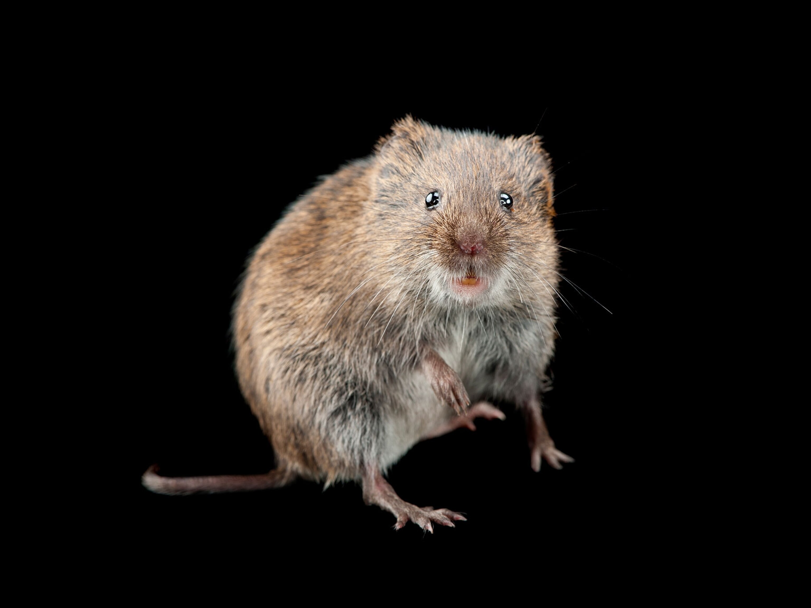 Prairie Vole Oxytocin