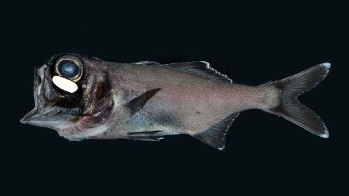 Flashlight fish glow blue to aid schooling, study from Solomon Islands ...
