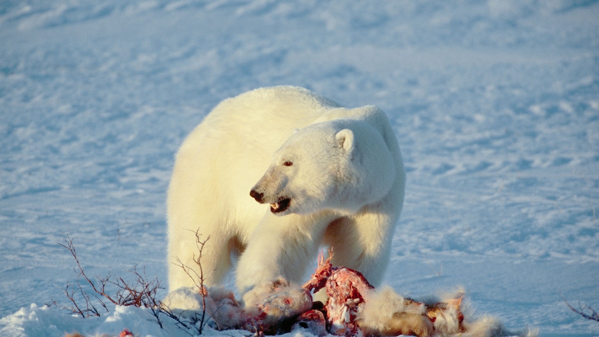 Friends For Dinner: Why Some Animals Become Cannibals | National Geographic