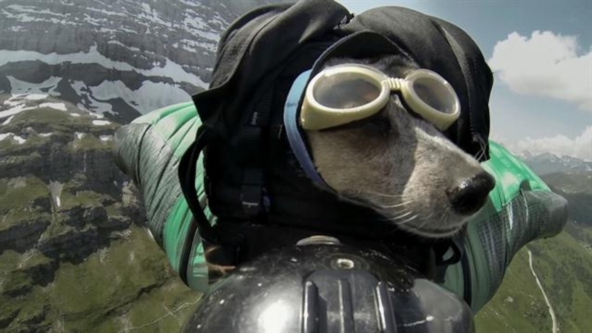 Video: When Dogs Fly – Dean Potter Takes His Dog Whisper BASE Jumping ...