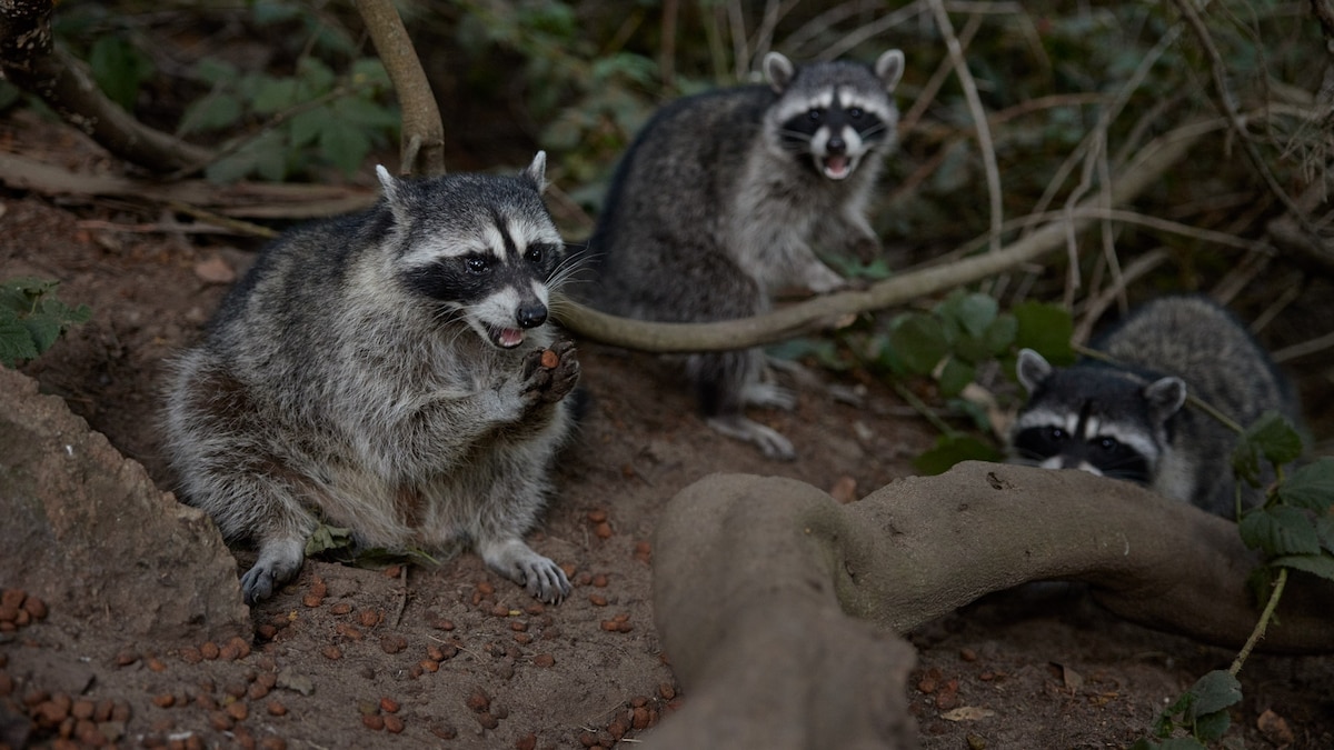 Even if you think raccoons are cute, feeding them is not | National Geographic