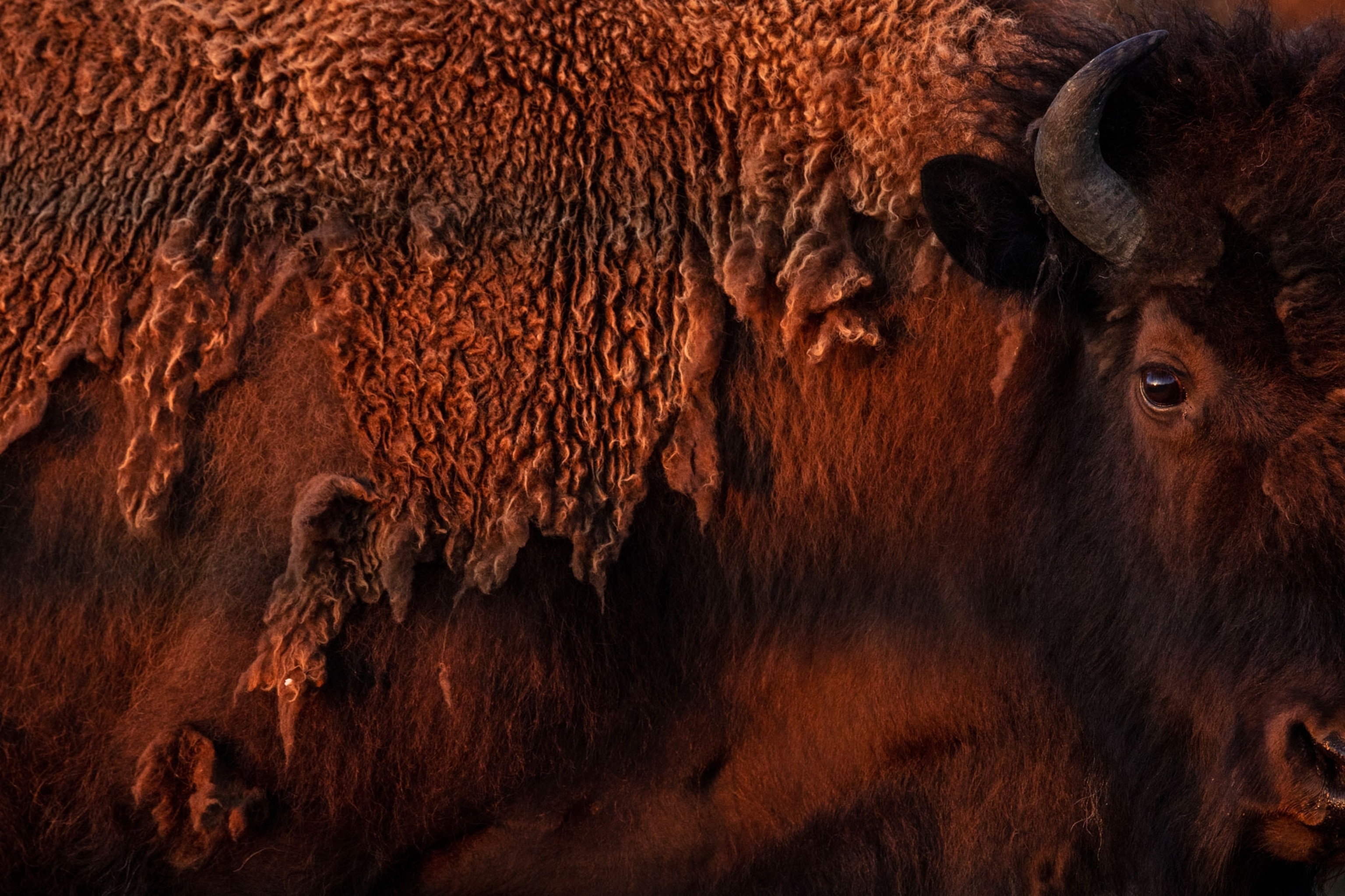 At long last, the American buffalo has come home