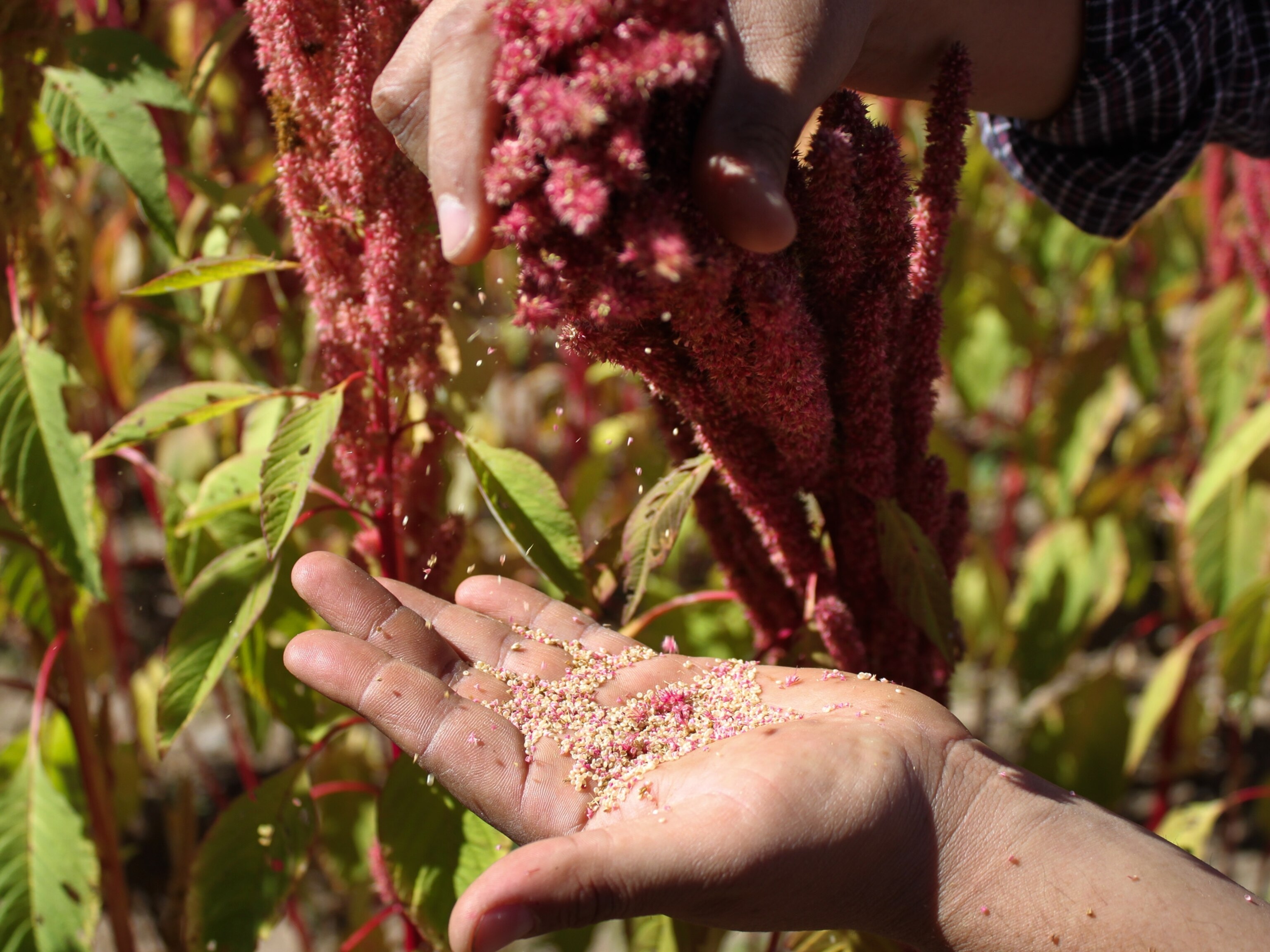 Amaranth: Another Ancient Wonder Food, But Who Will Eat It?