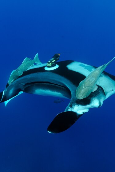 Watch a manta ray courtship 'train'—the deepest ever filmed