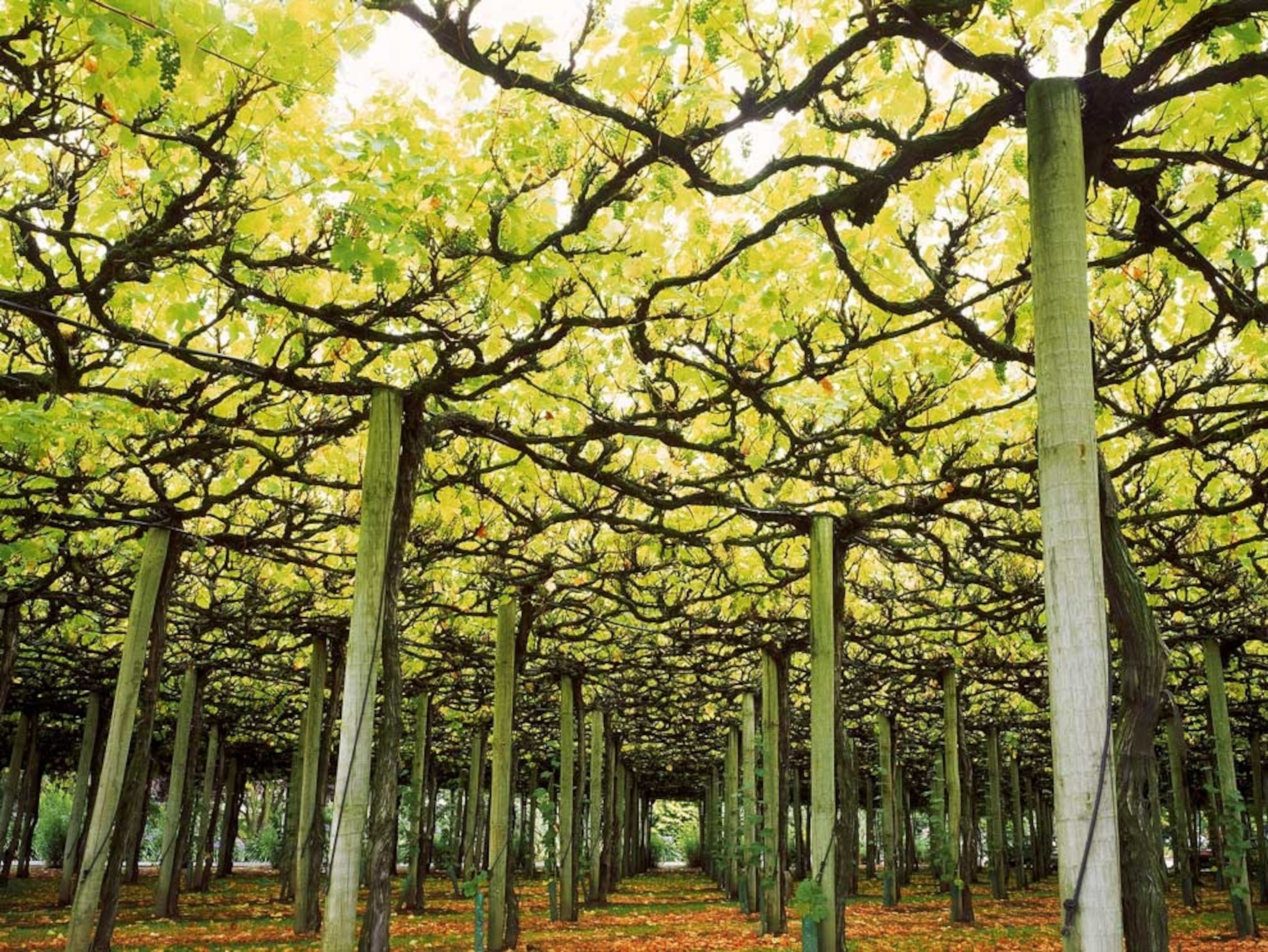 Vineyard Photos -- National Geographic
