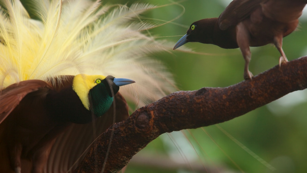 You think dating is hard? Try being one of these animals. | National ...