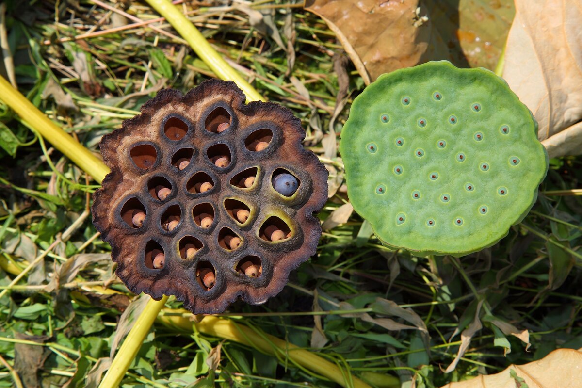 If you're disgusted by small holes, you may have trypophobia