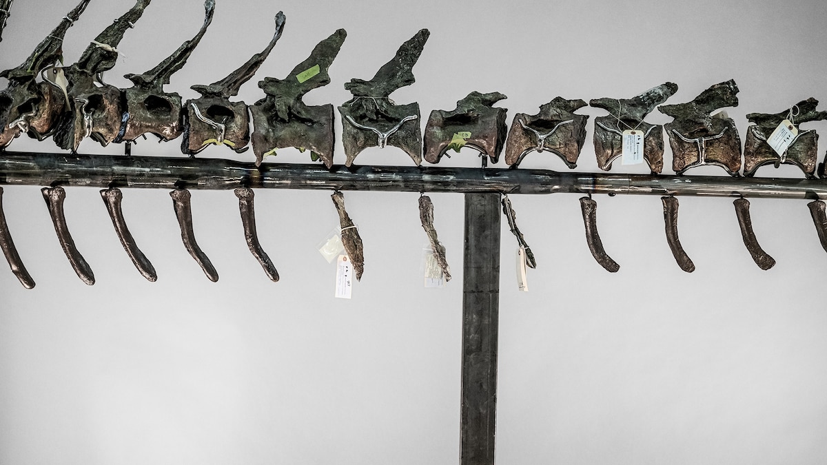 Dinosaurs & Fossils | National Geographic