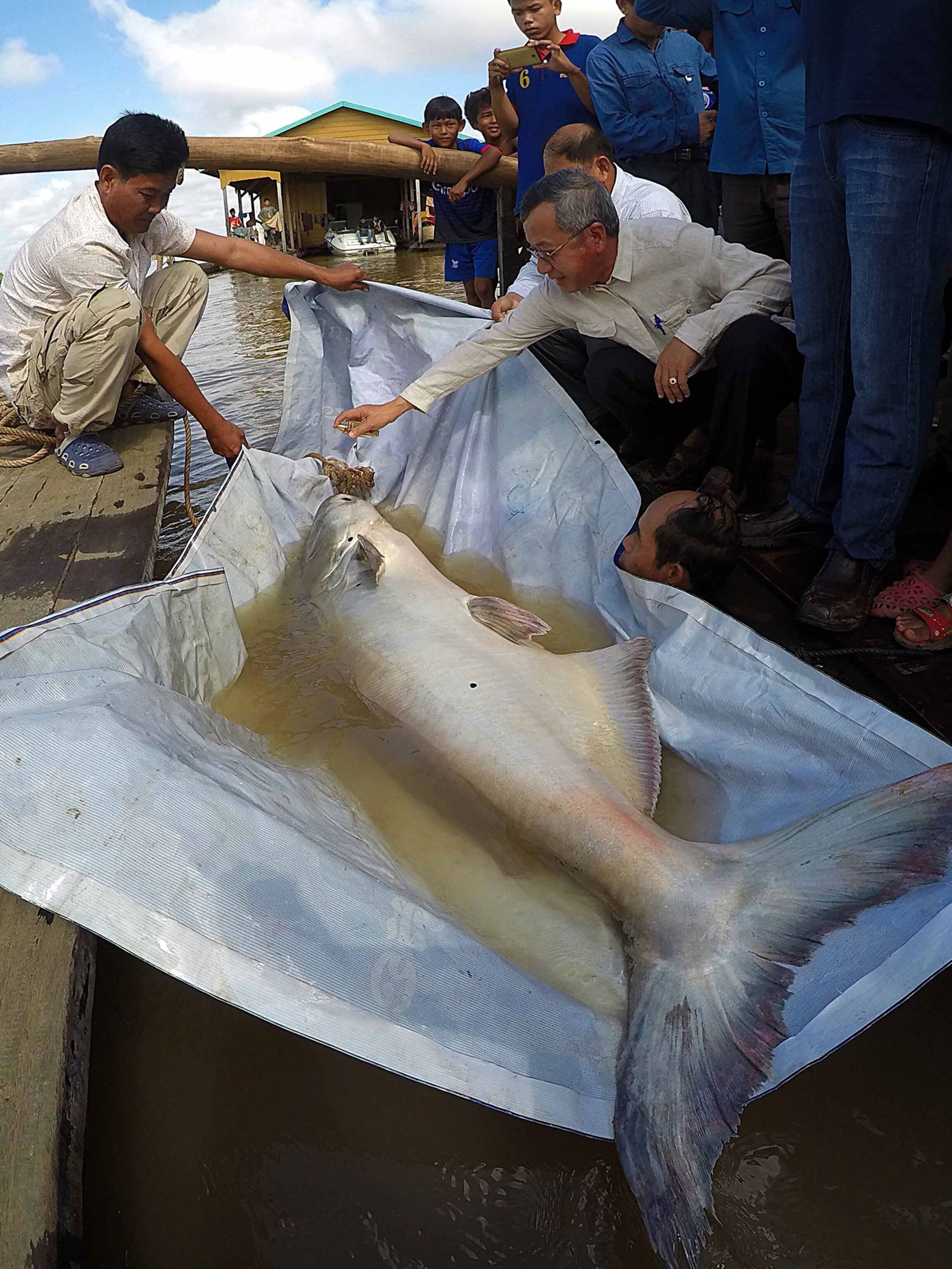 Rare Giant Catfish Signals Hope for Species