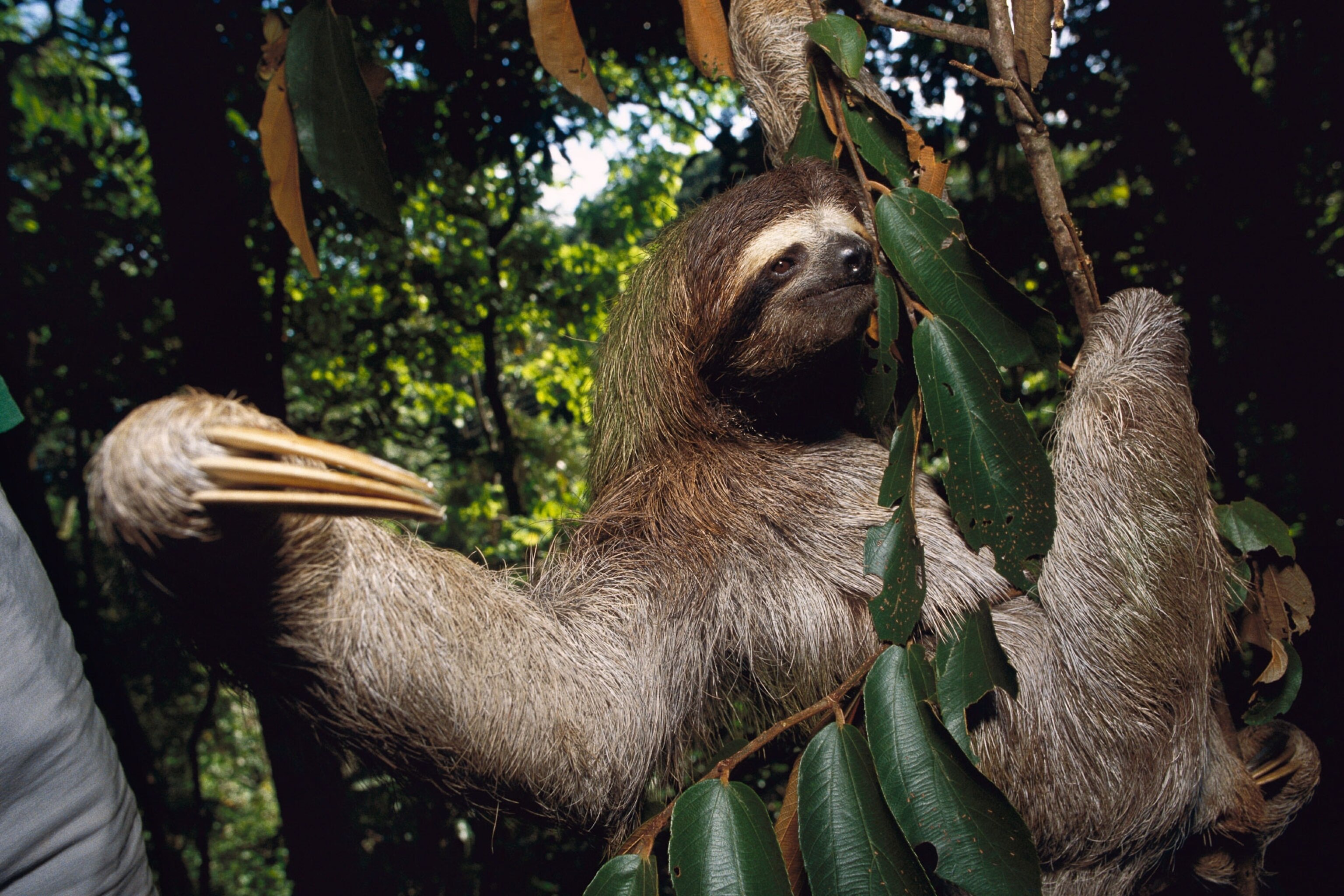 Which Animals Have the Longest Claws?