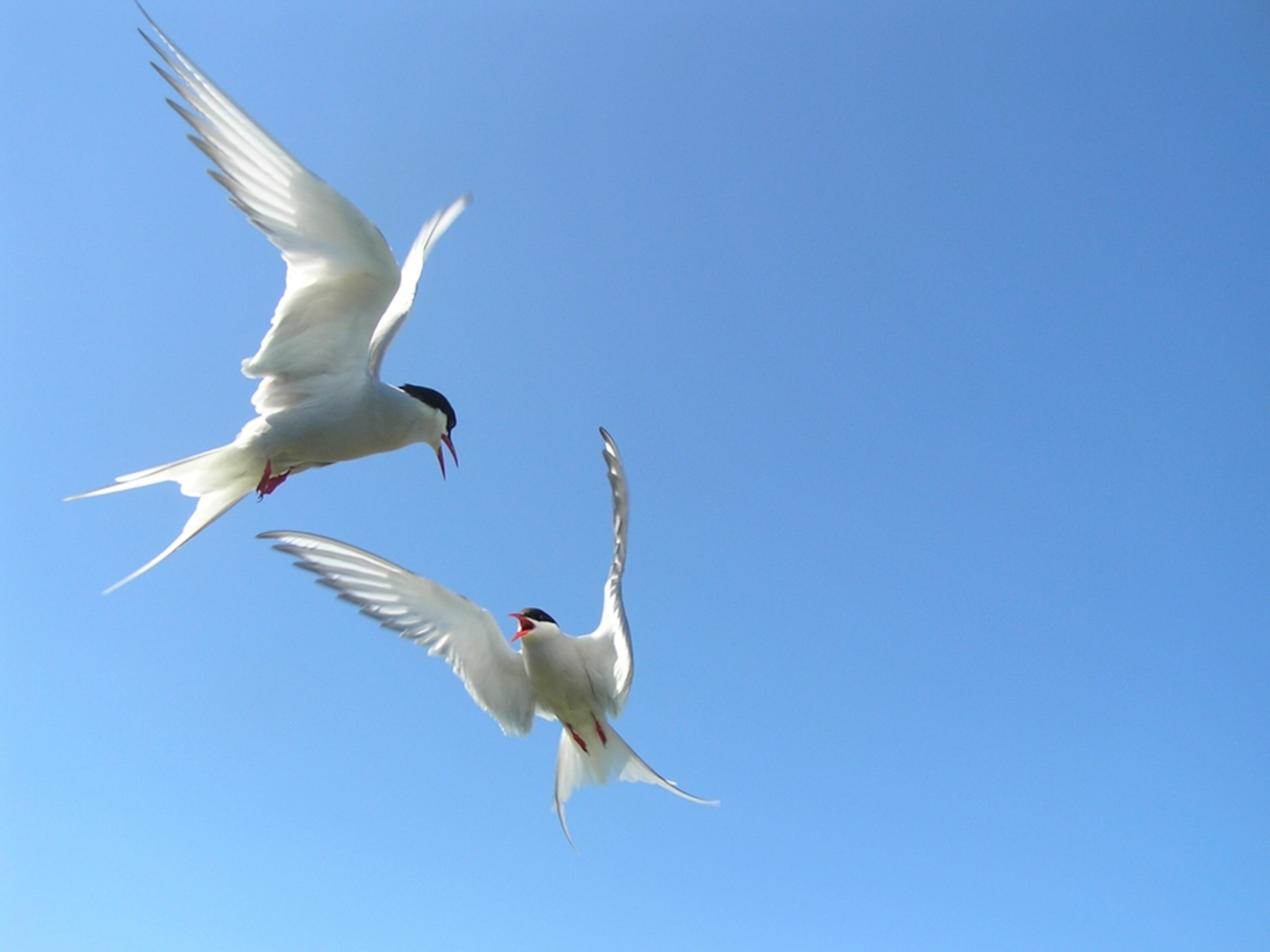 Best Wildlife Pictures - British Nature Winners 2012