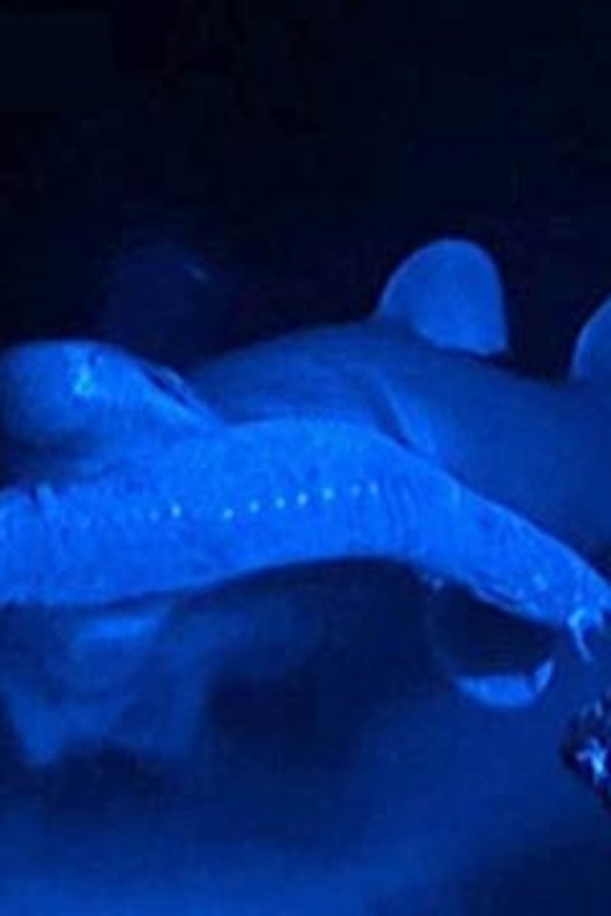 Hagfish Slime Fabric