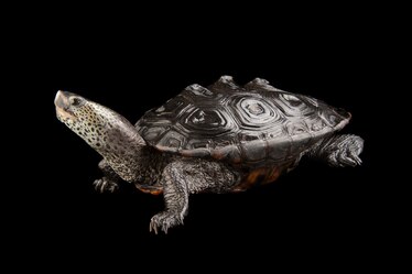 Diamondback terrapin, facts and photos