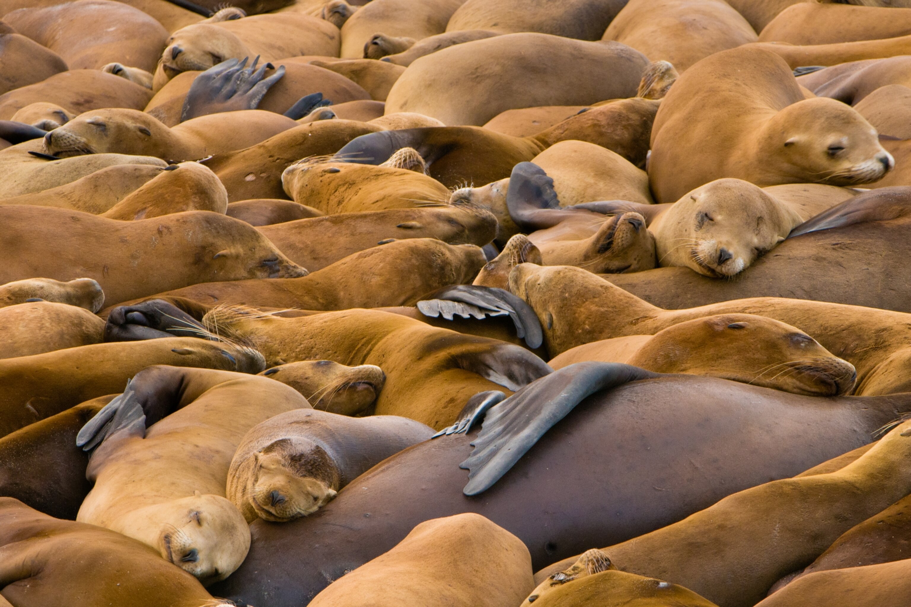 Why do animals love to bask in the sun? (Hint: It's not just to stay warm.)