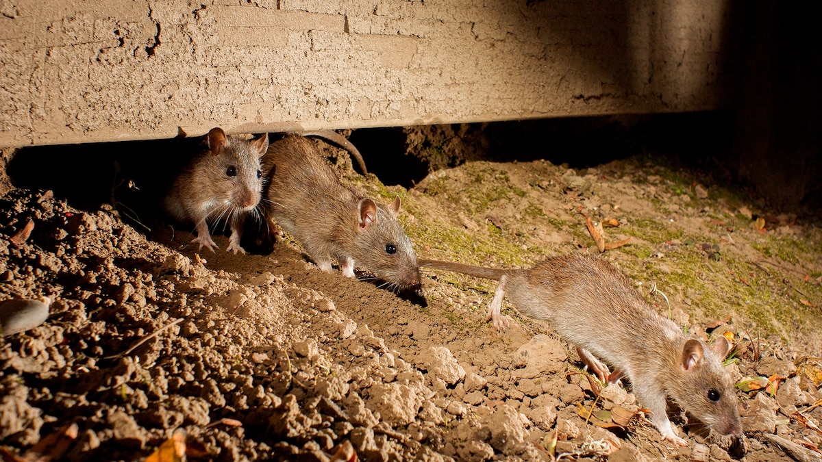 Rats Remember Who's Nice to Them—and Return the Favor