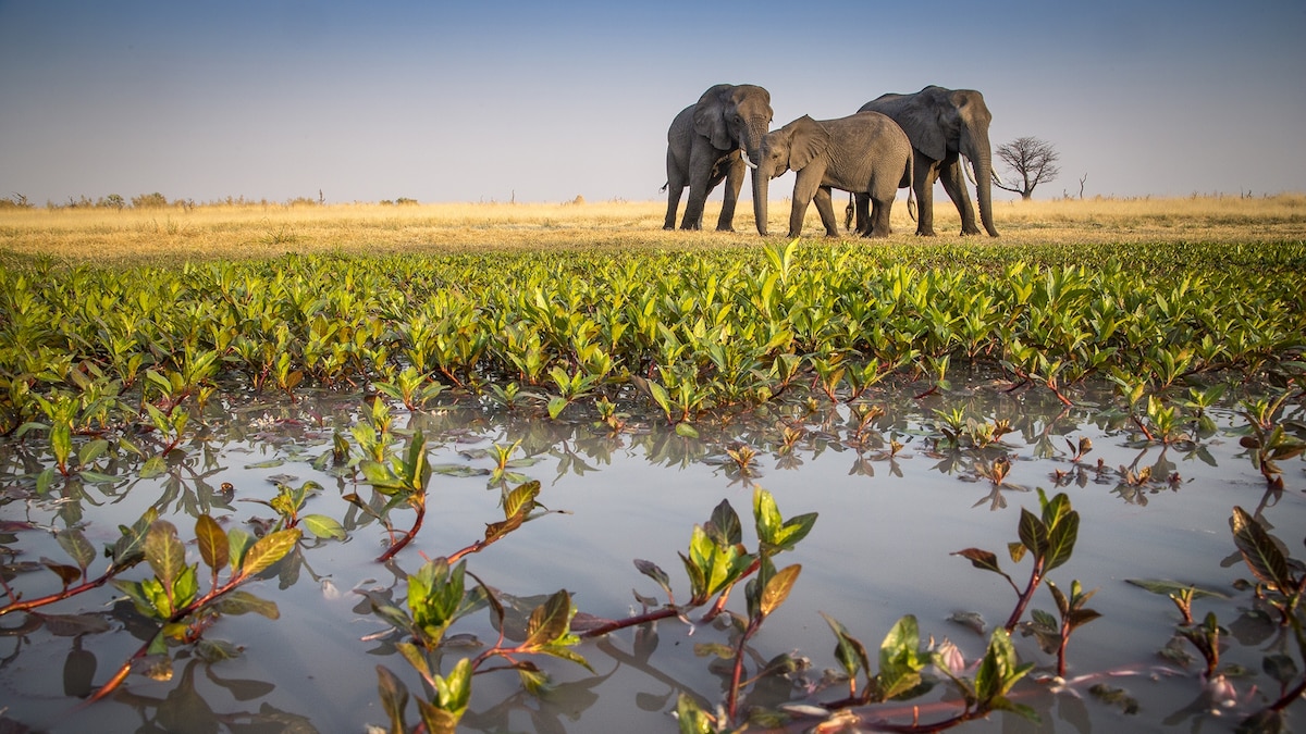 Hundreds of elephants mysteriously died. We may finally know why ...