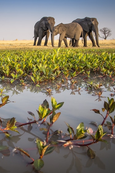 Hundreds of elephants mysteriously died. We may finally know why.