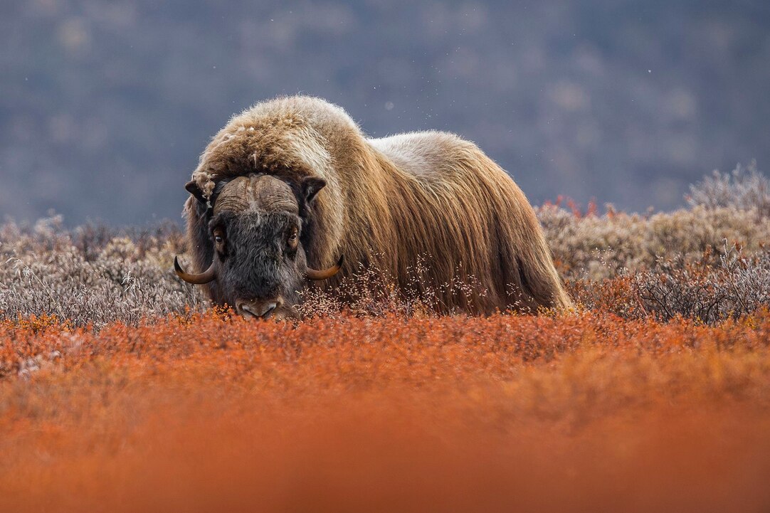 Musk Ox In The Tundra