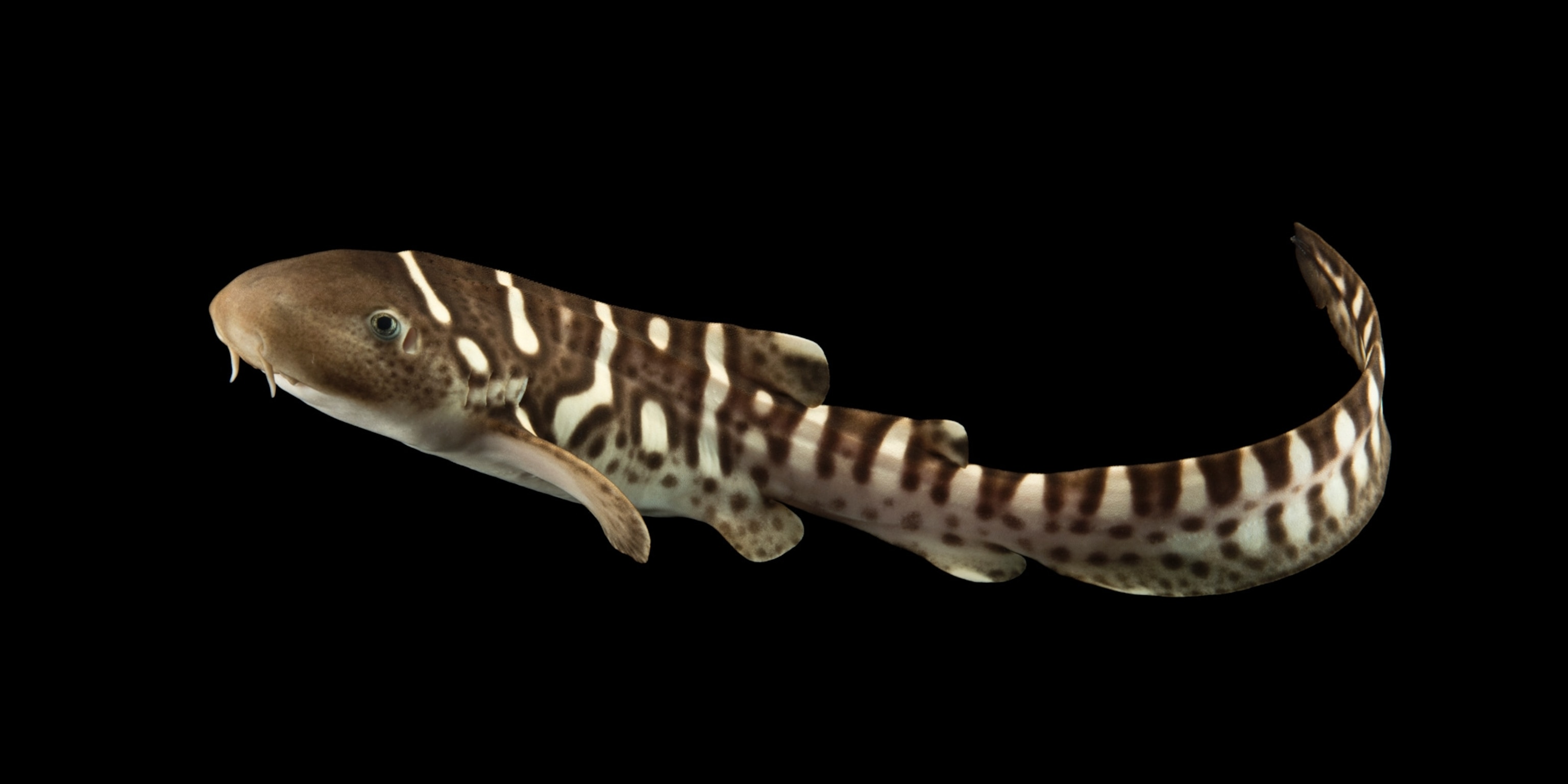 Zebra Shark Kids News: Aussies Hatch Breeding Programs To Save Zebra