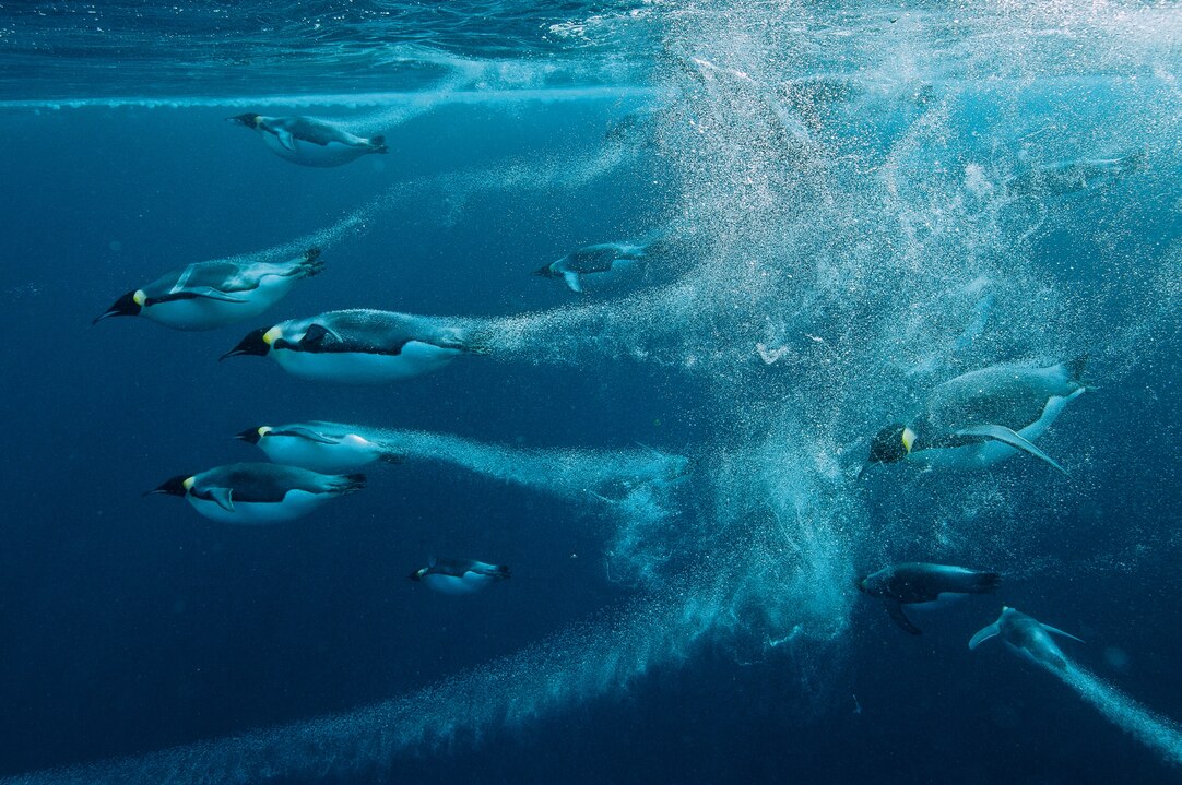 Emperor Penguin Diving