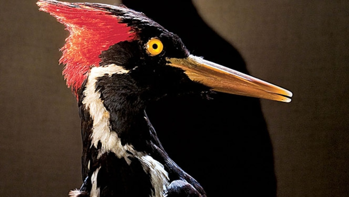 From endangered to extinct | National Geographic