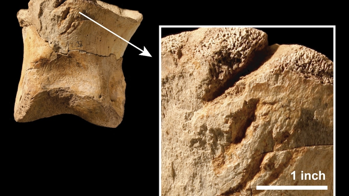 T. Rex Was a Cannibal, Bone Gashes Suggest | National Geographic