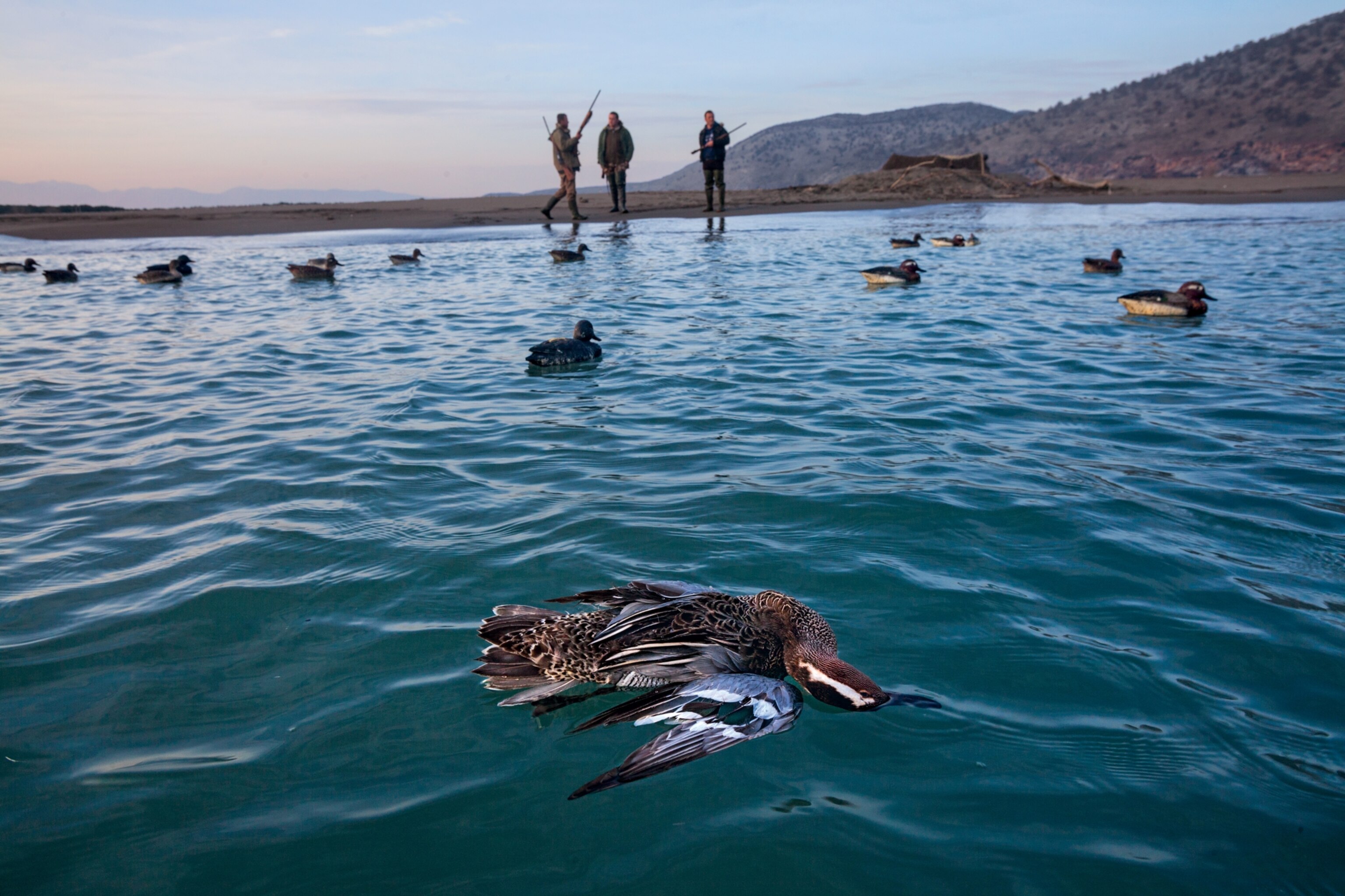 Last Song for Migrating Birds