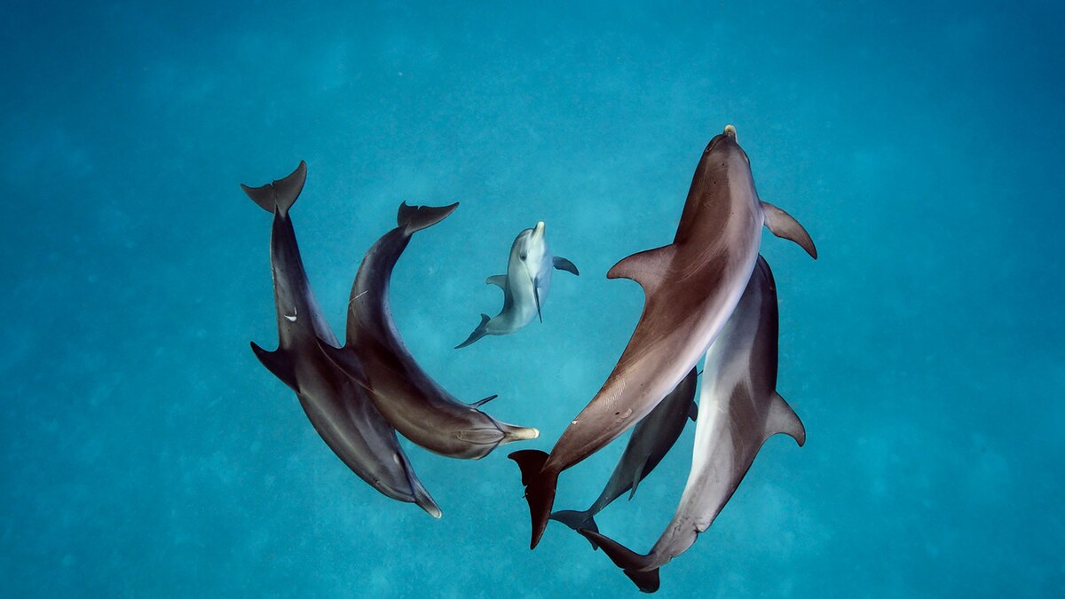 Quiz: What sensory system do dolphins use to detect objects around them ...