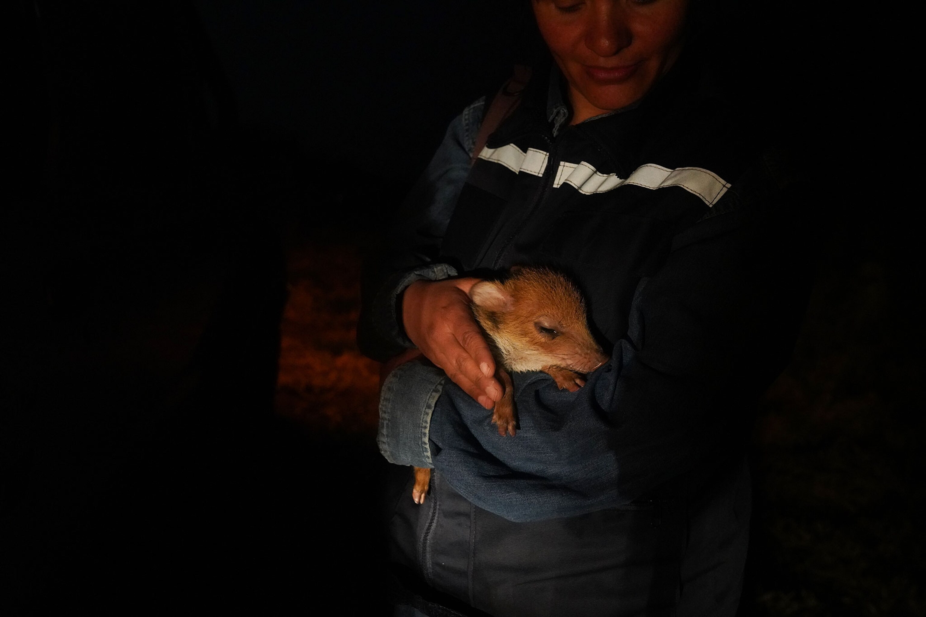 Inside the efforts to help animals hurt by the Amazon fires