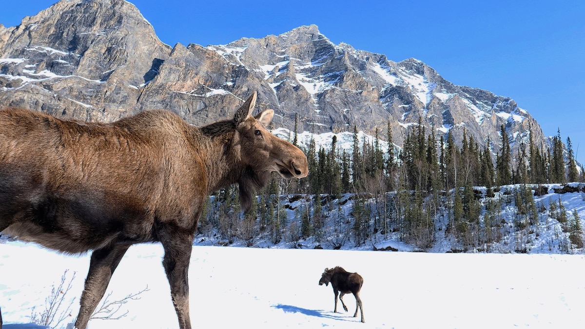 See any moose on your ski vacation? Here’s how to share the slopes with ...