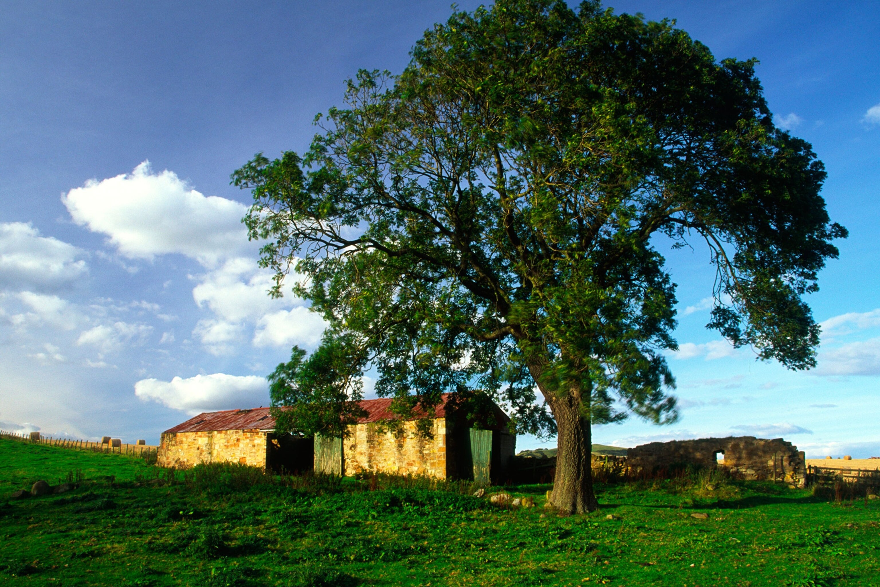 Trees That Advanced Civilization Are Now Threatened