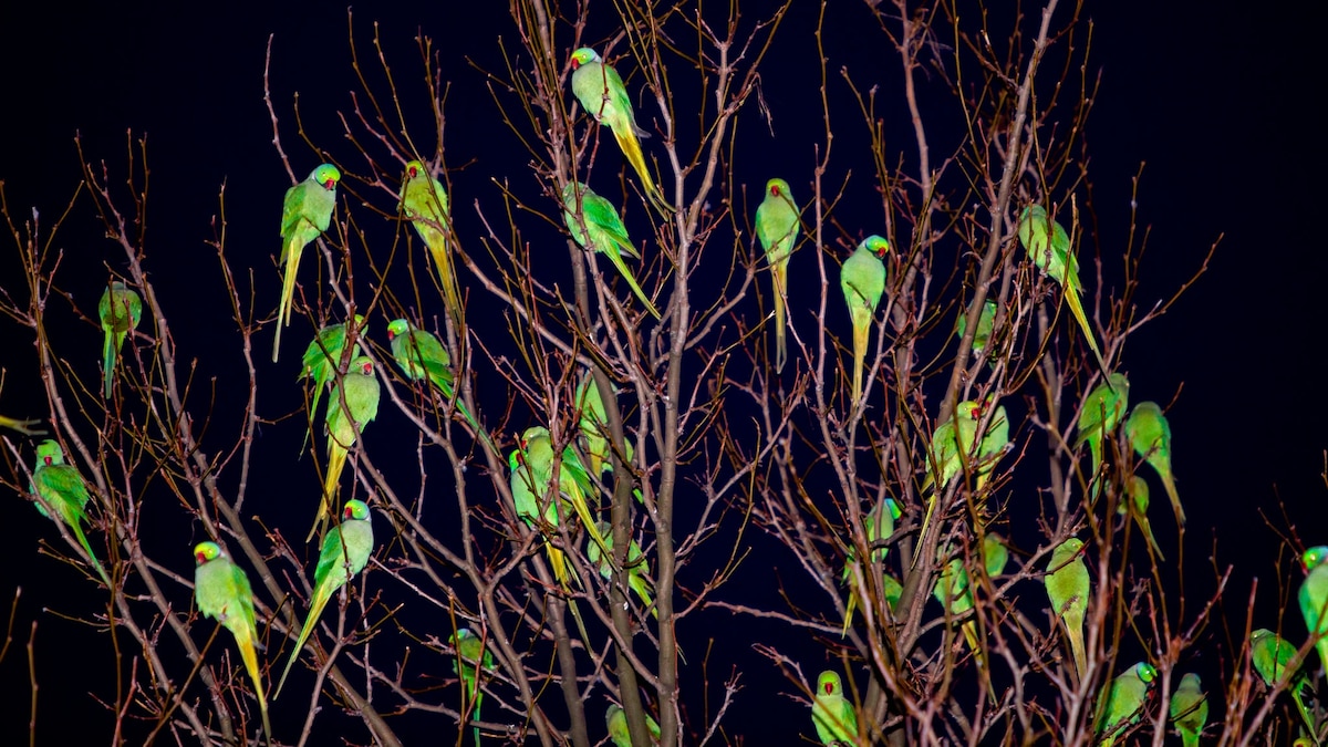 Parakeet mobs, octopus moves, and other curious phenomena | National ...