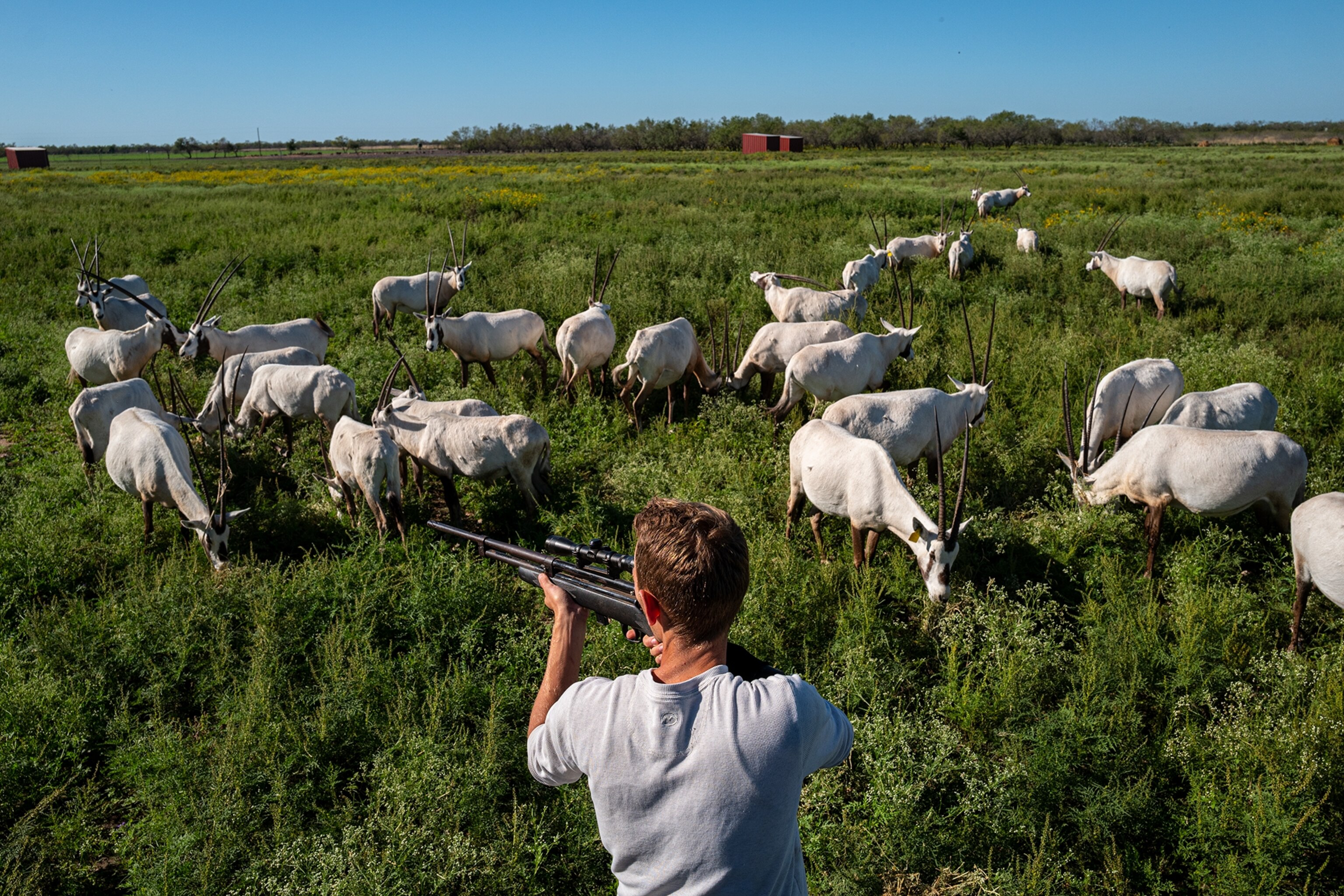 A behind-the-scenes look at Texas’ exotic game ranching industry