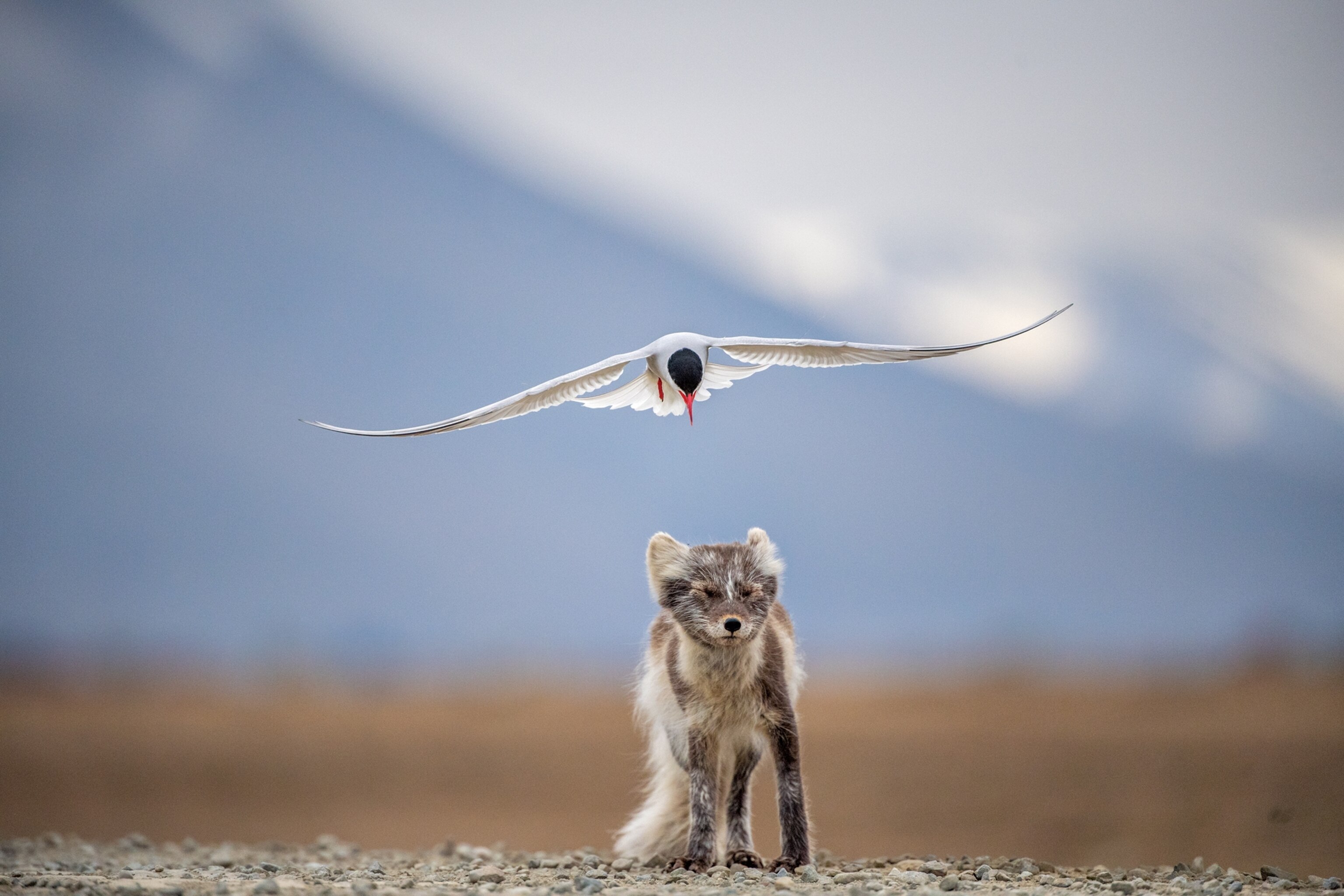 See what a year looks like in Svalbard, Norway, the fastest-warming ...