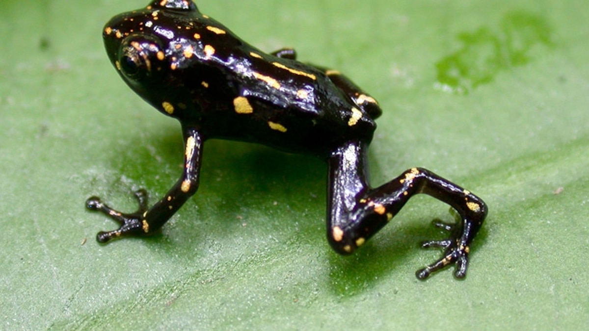 New Frog Found—Has "Striking" Color Change | National Geographic