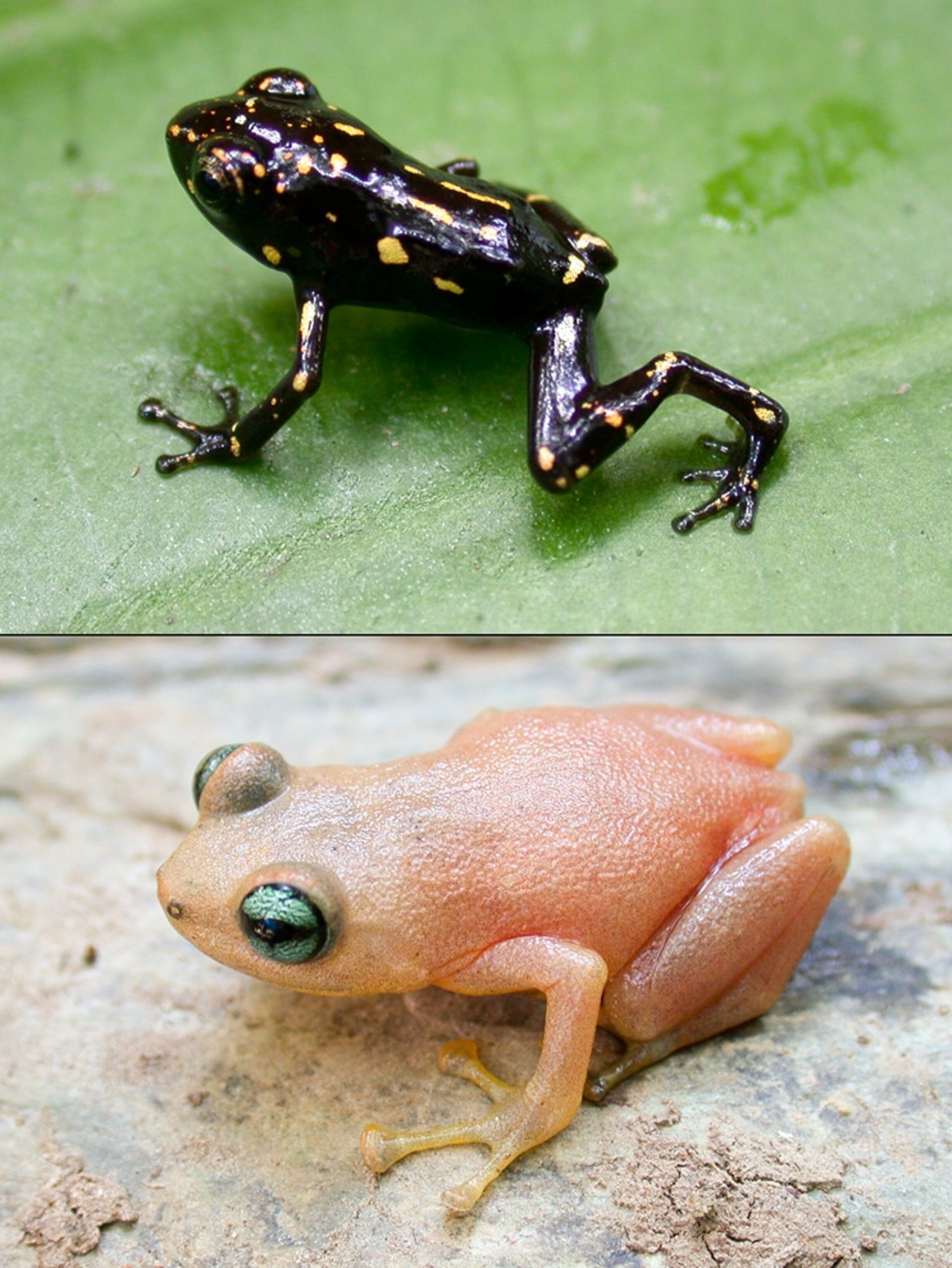 New Frog Found—Has "Striking" Color Change