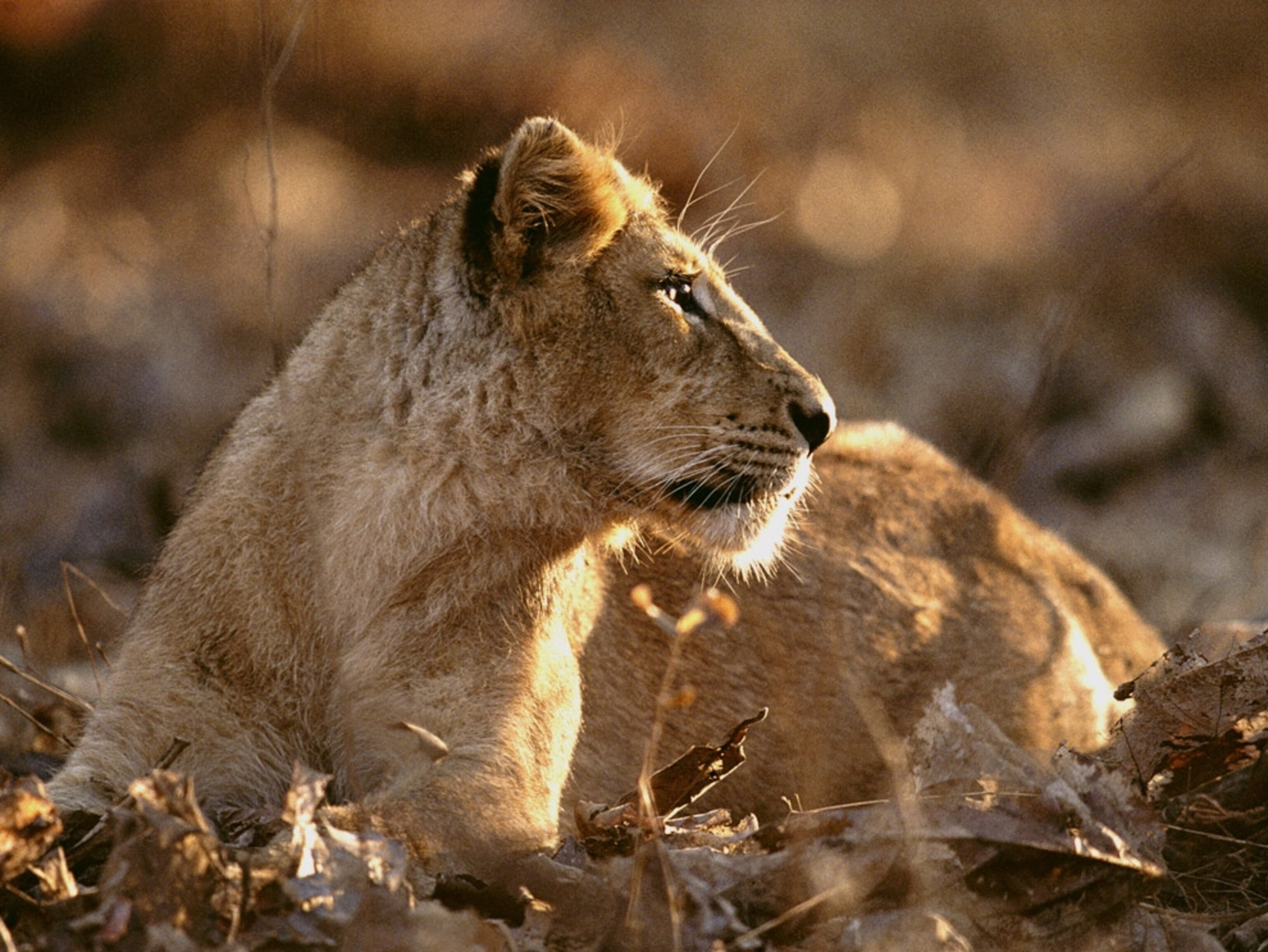 Big Cat Pictures - Big Cat Wallpapers - National Geographic