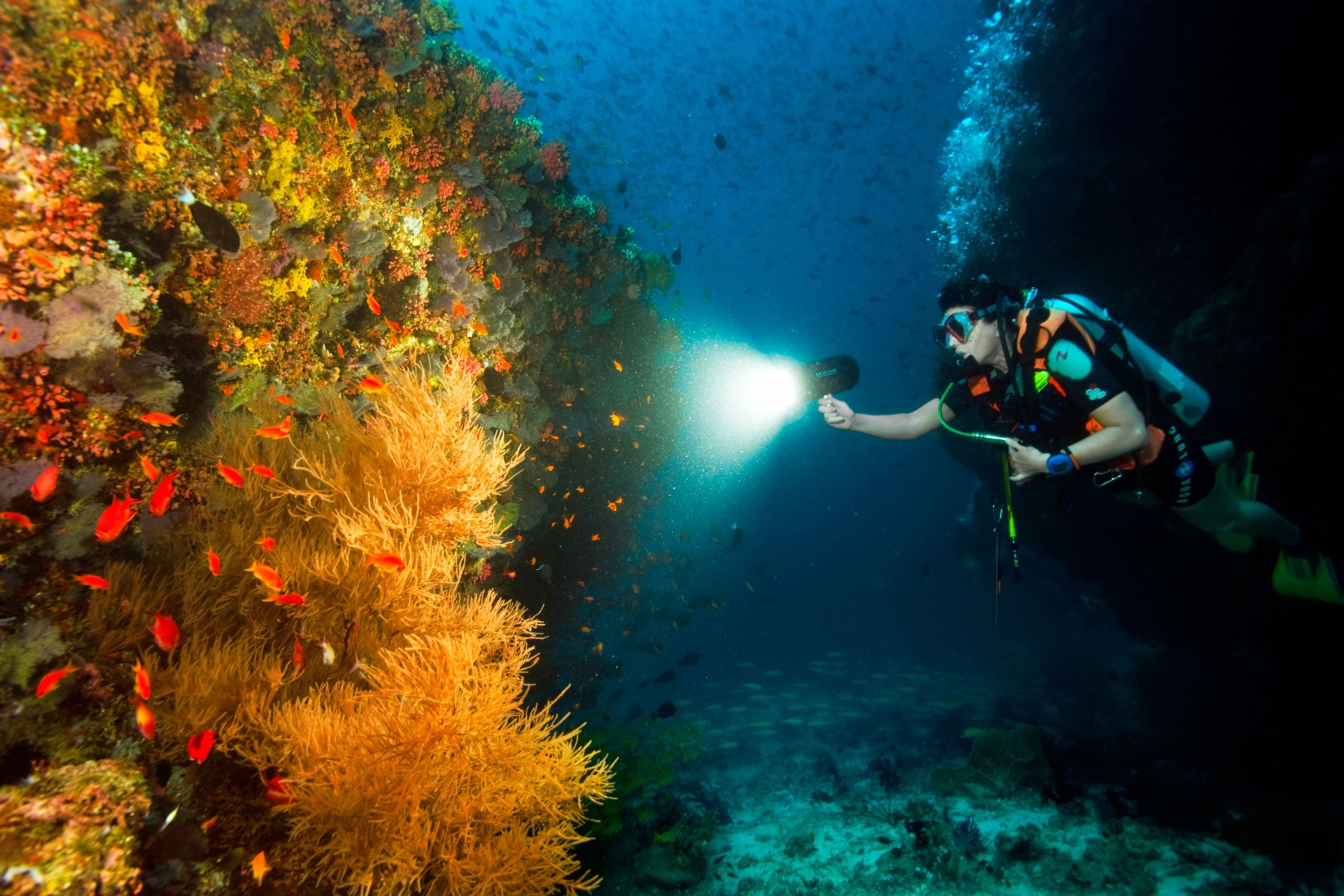 Best dive sites around the world