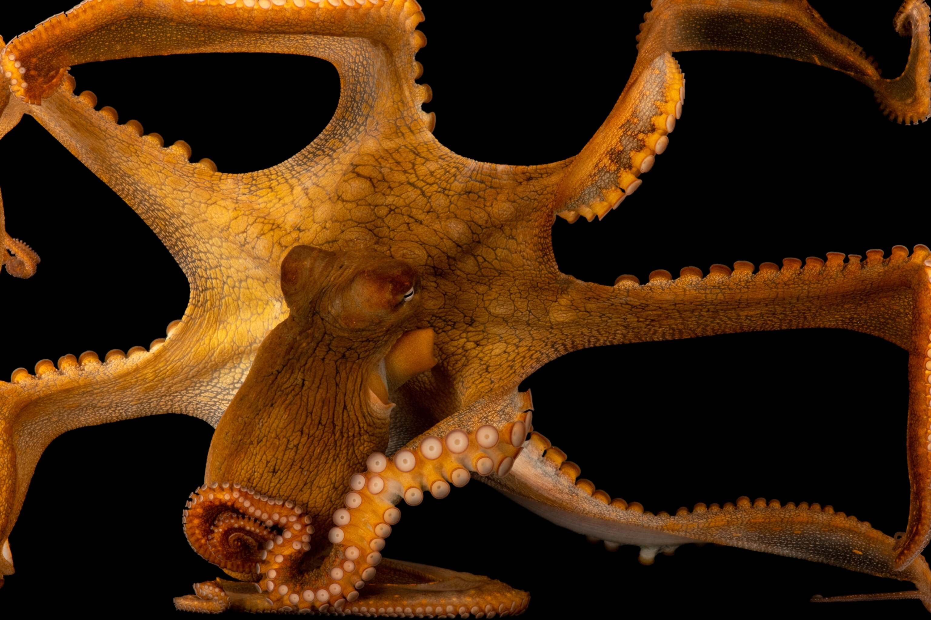 Do octopuses dream?
