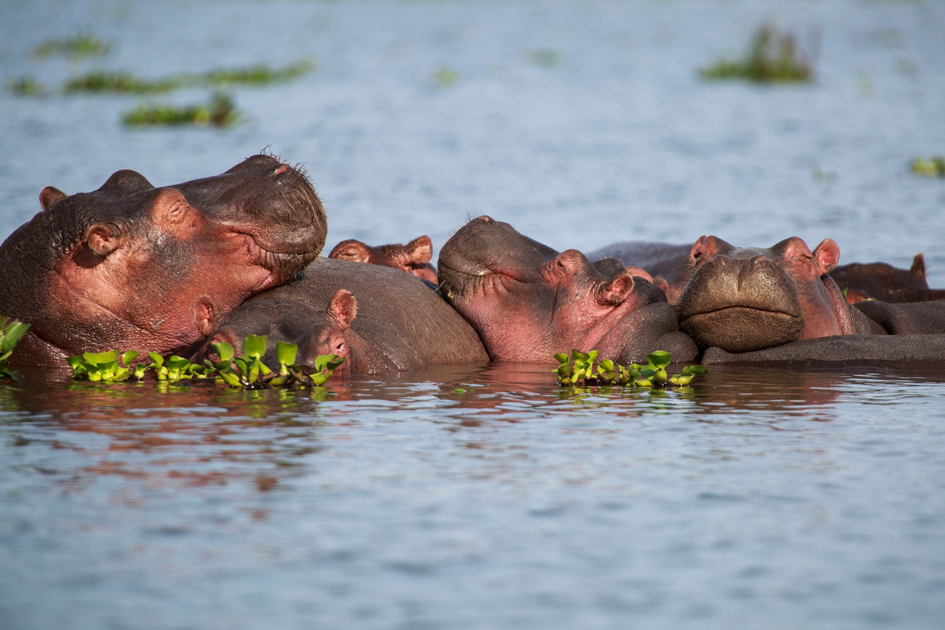 24 Endearing Photos of Animals Sleeping